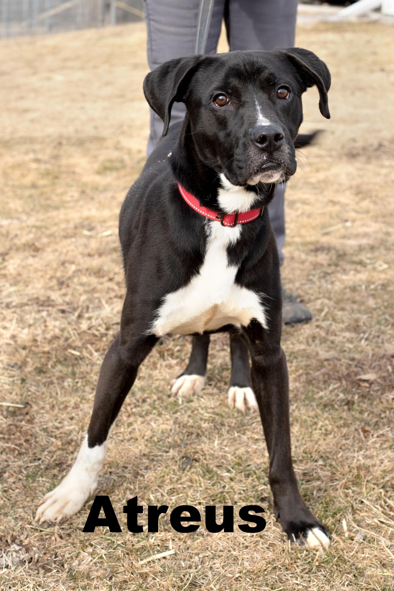 Dog for adoption - Atreus, a Mixed Breed in Macomb, IL | Petfinder