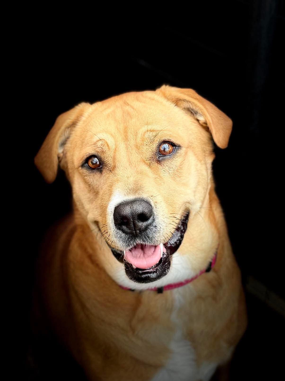 Dog for adoption - *Betty Boop, an American Staffordshire Terrier ...