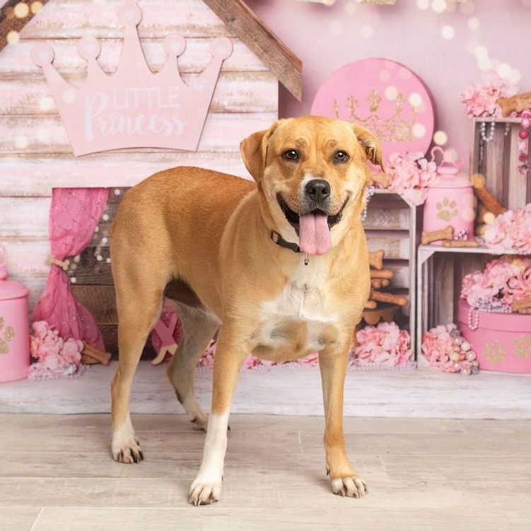 Dog for adoption - *Betty Boop, an American Staffordshire Terrier ...