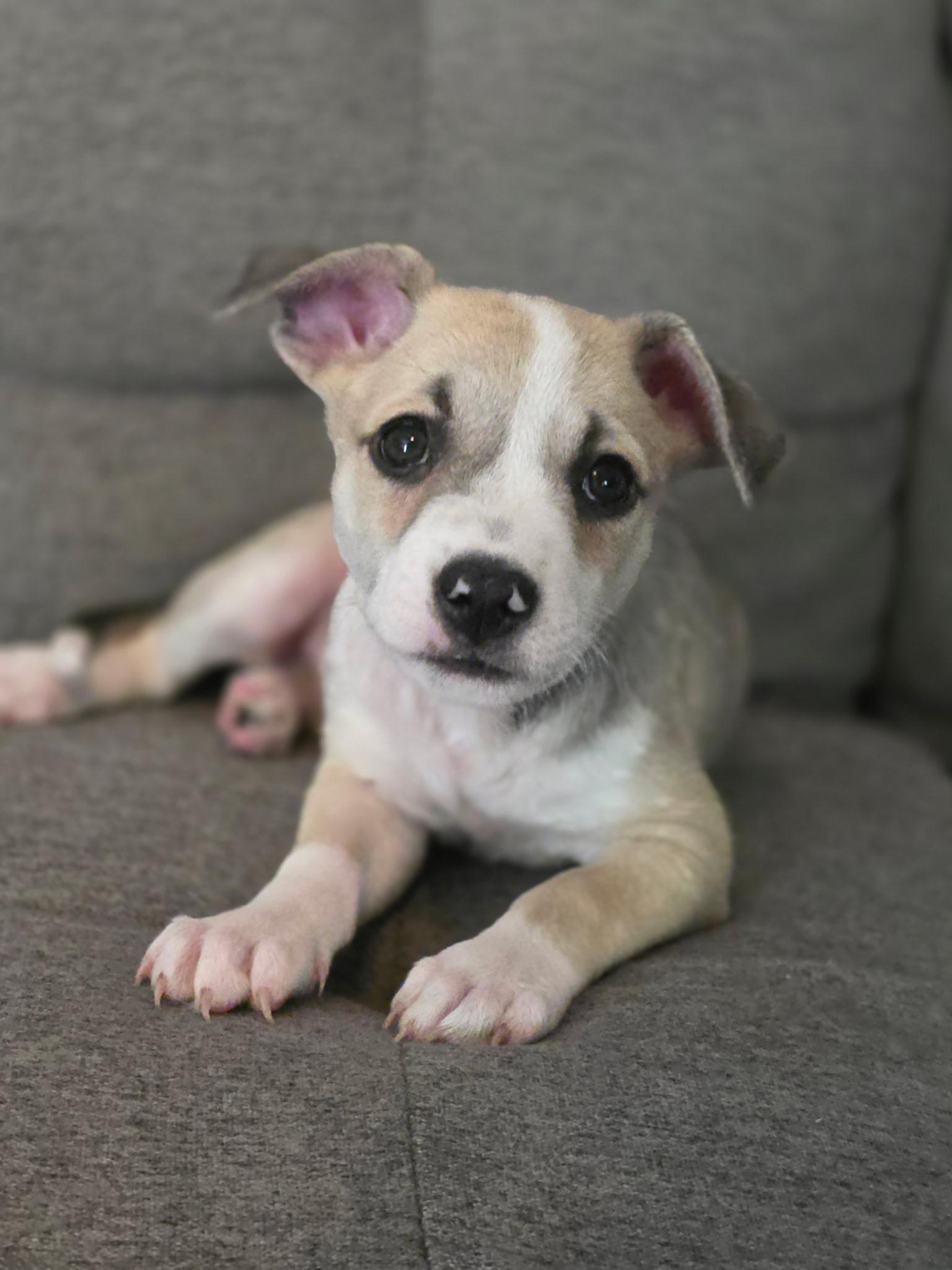 Dog for adoption - Jelly Bean, a Border Collie Mix in Schertz, TX ...