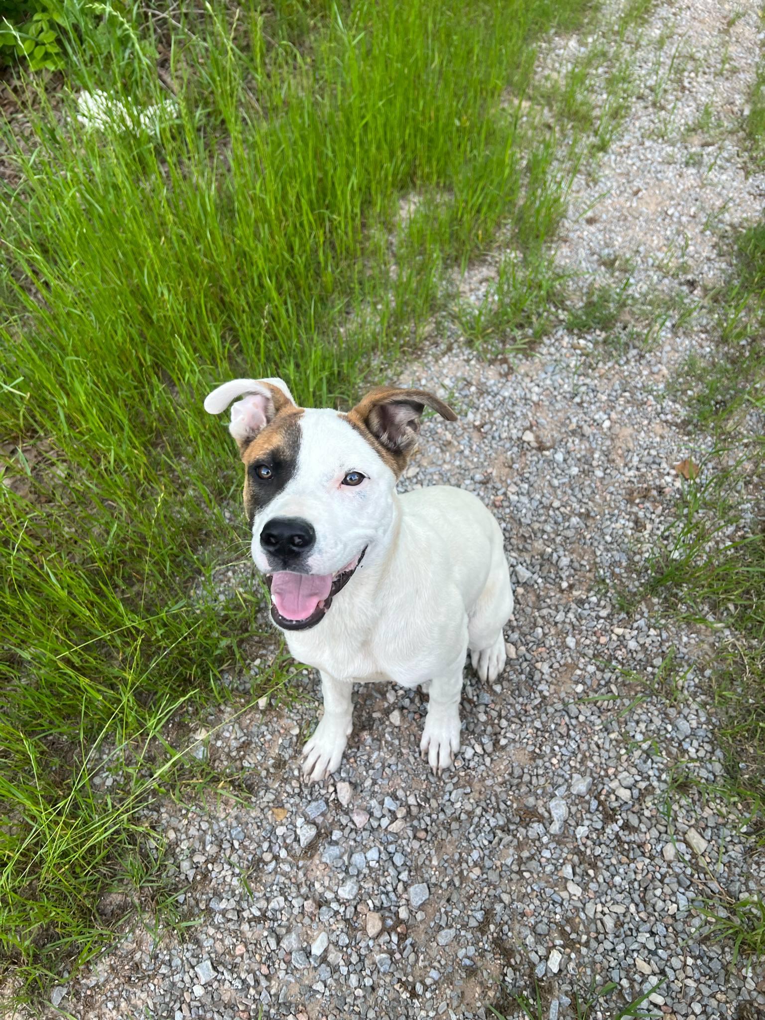 Dog for adoption - Pharrell, a Labrador Retriever Mix in Missoula, MT ...