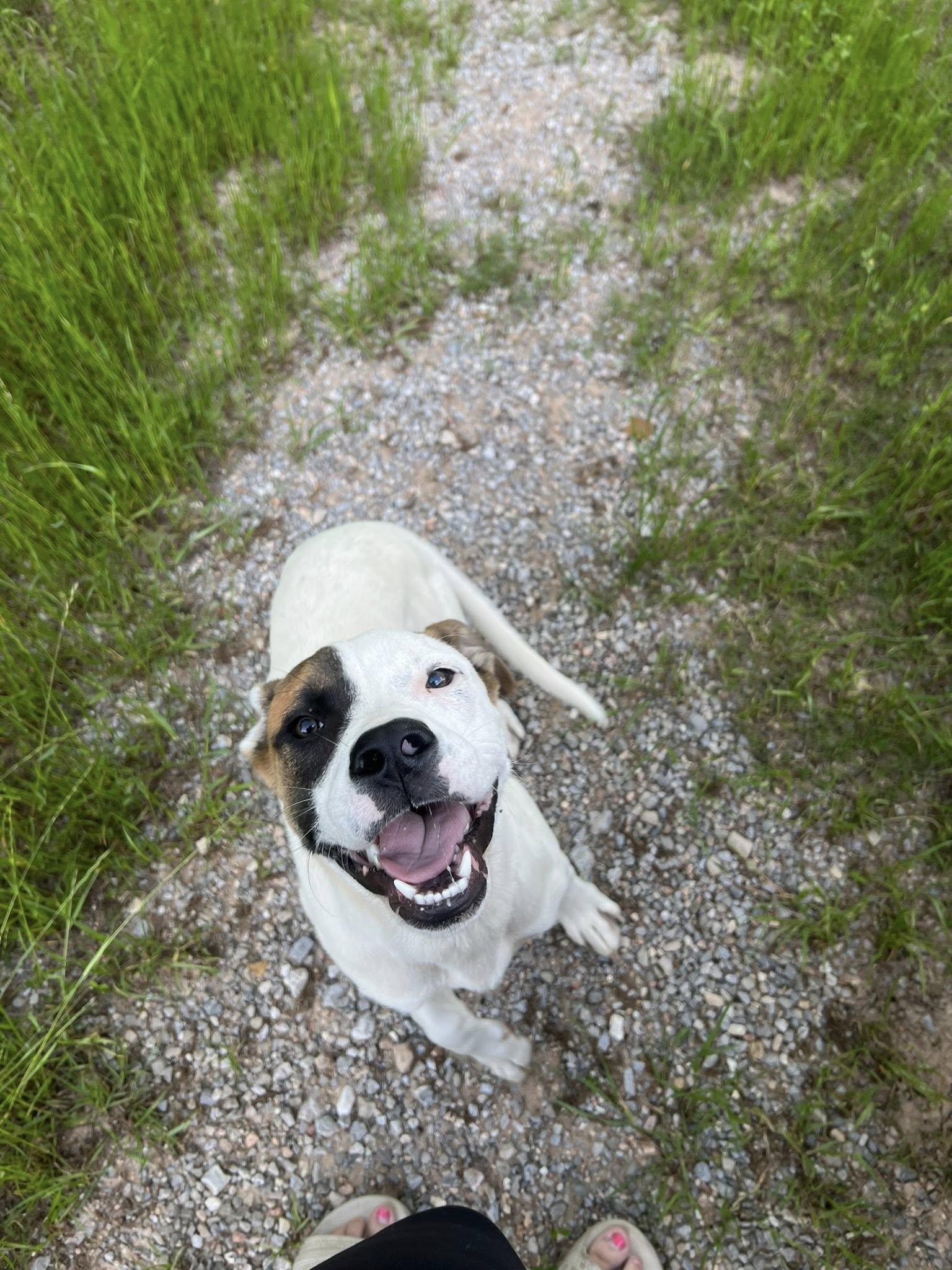 Dog for adoption - Pharrell, a Labrador Retriever Mix in Missoula, MT ...