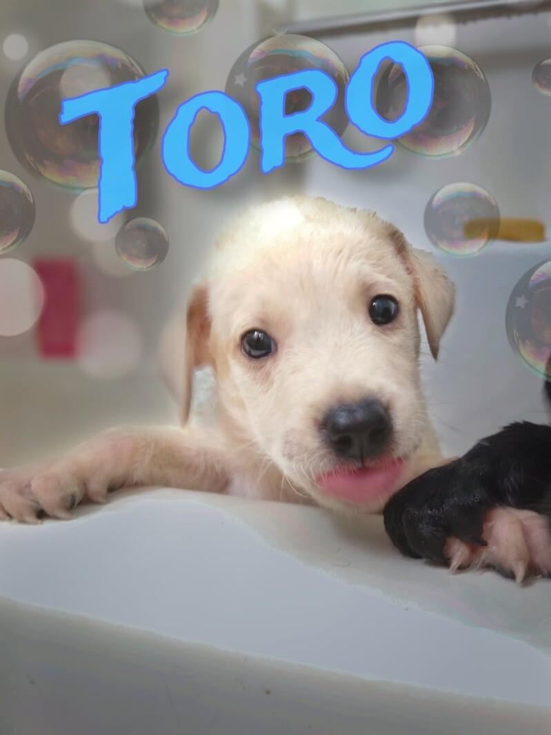 Dog for adoption - Toro Sushi, a Labrador Retriever & Pit Bull Terrier ...