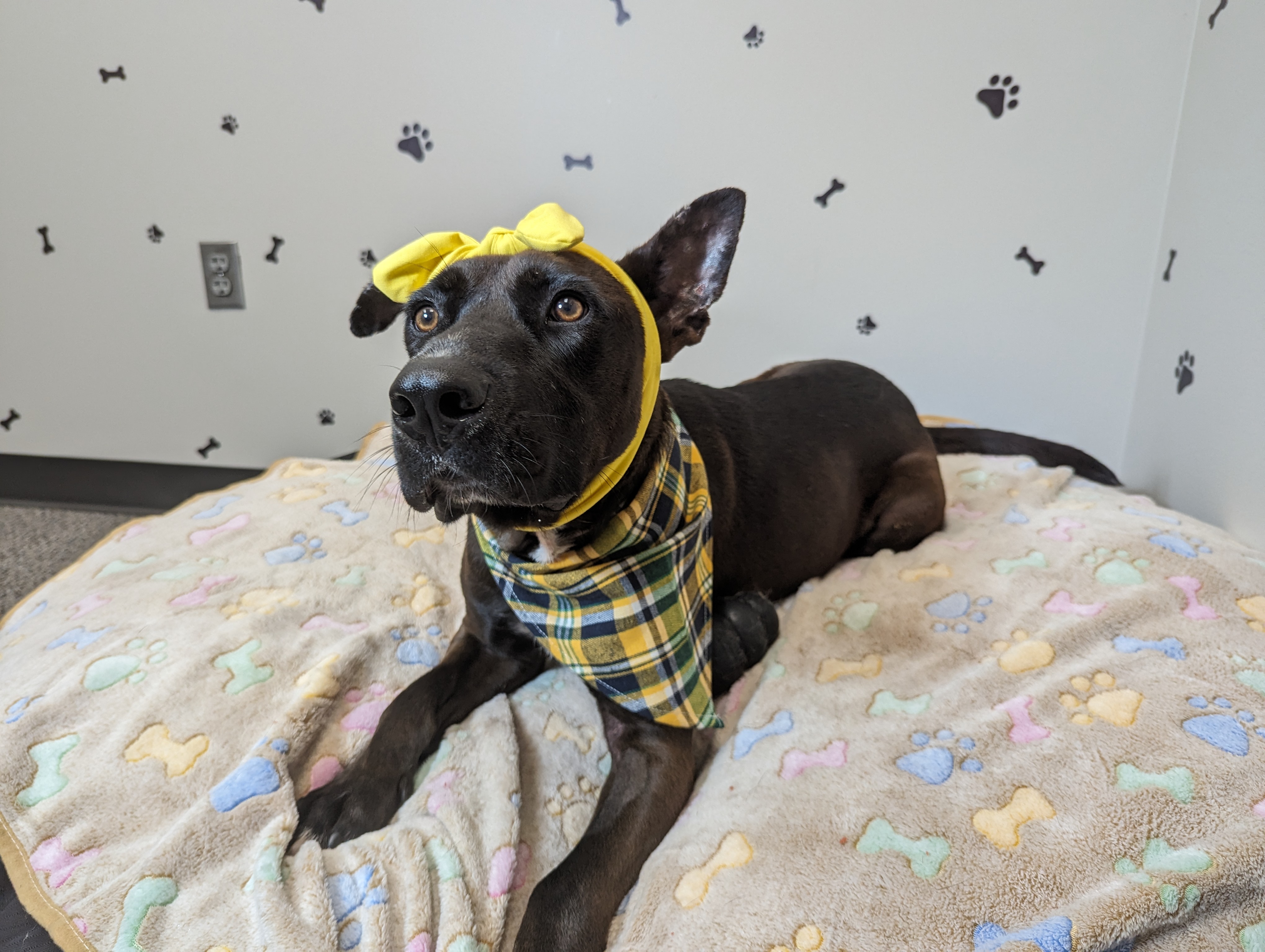 Dog for adoption - Jet Black, a Black Labrador Retriever in Homestead ...