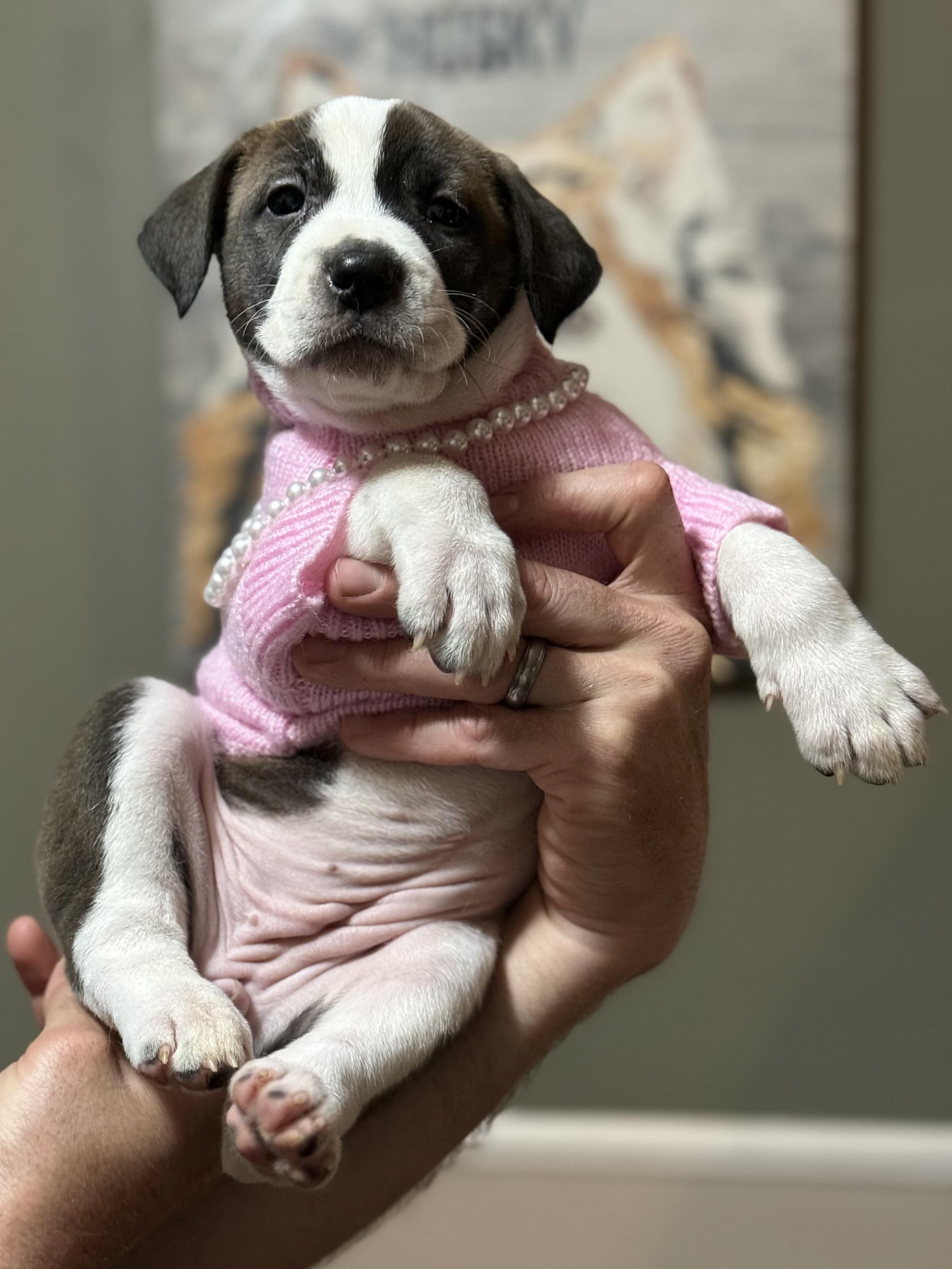 Dog for adoption - Skittles, a Mixed Breed in Raphine, VA | Petfinder