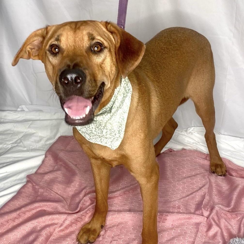 Dog for adoption - Funny Finn, a Rhodesian Ridgeback & Chocolate ...