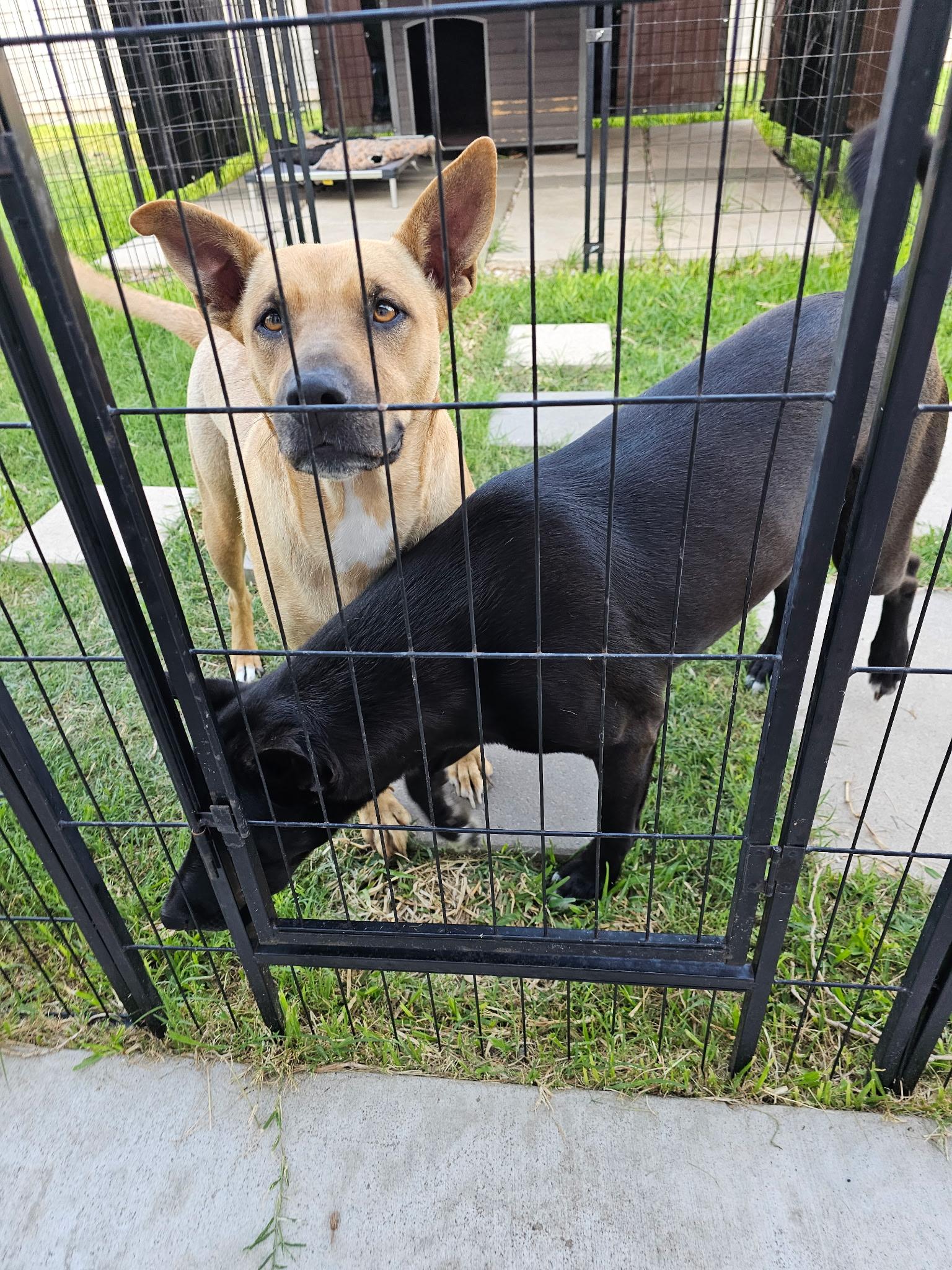 Dog for adoption - Kiki, a Labrador Retriever Mix in Appleton, WI ...