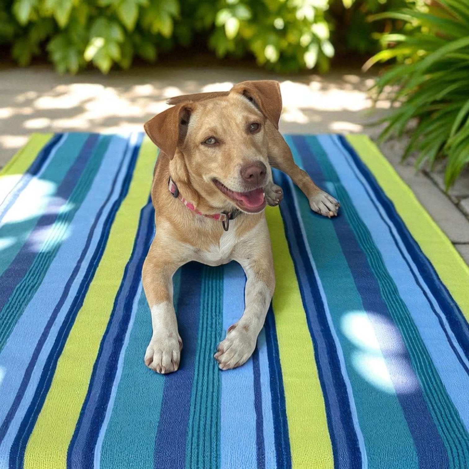 Dog for adoption - Marmalade, a Mixed Breed in Portland, OR | Petfinder
