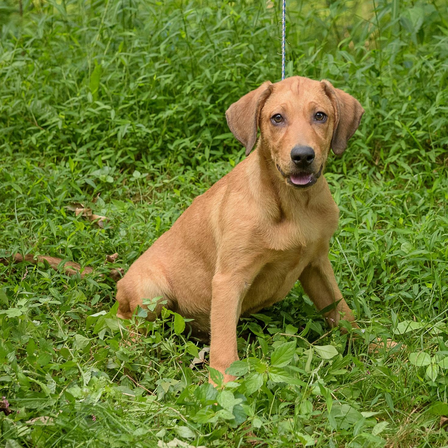 Dog for adoption - Chipper, a Hound Mix in Lambertville, NJ | Petfinder