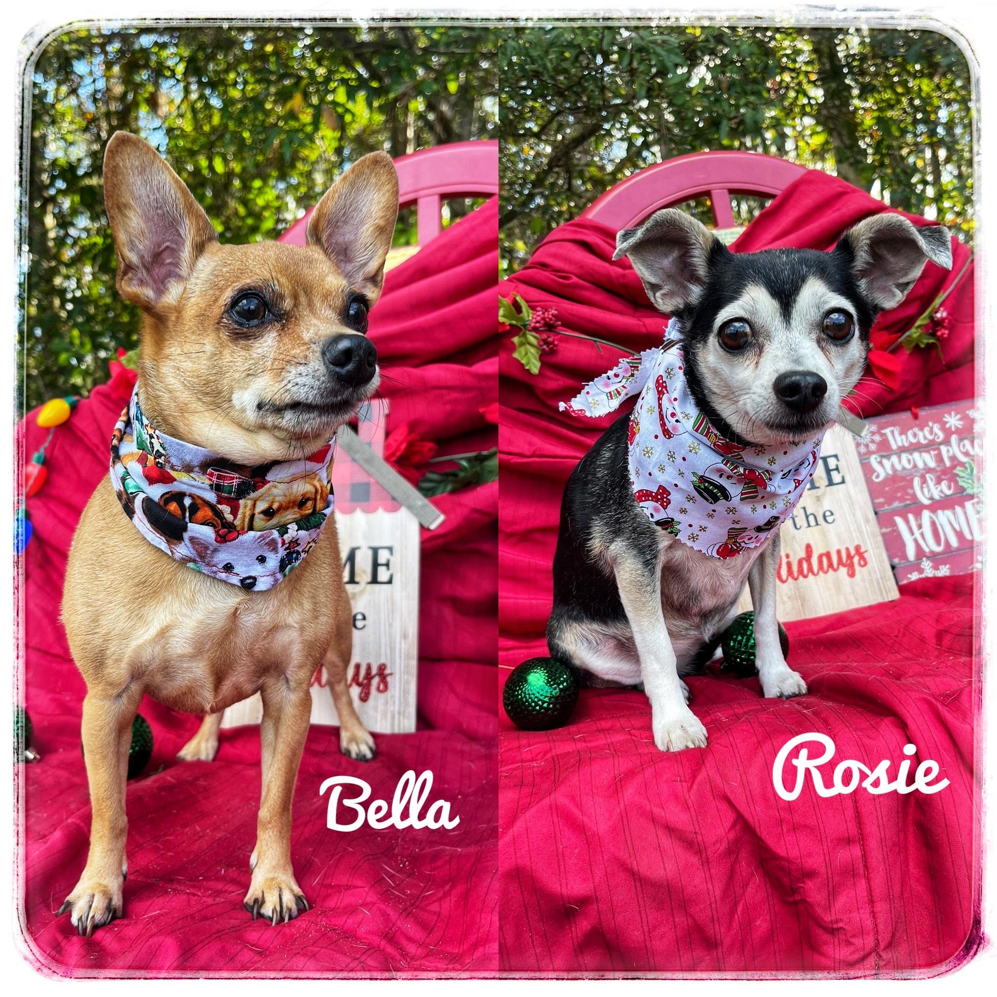 Dog for adoption - Bella & Rosie (bonded pair), a Chihuahua in Sebring ...