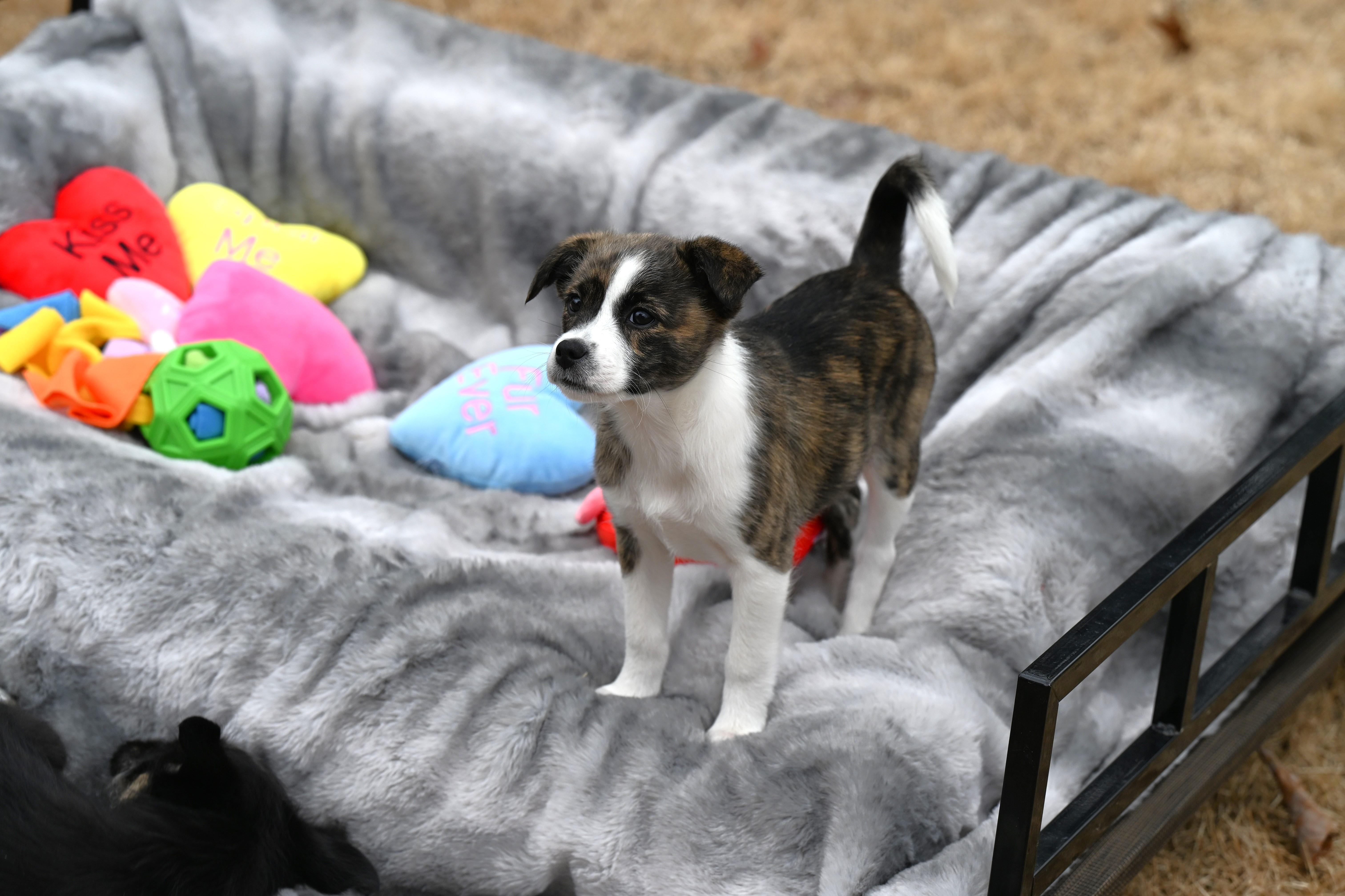 Dog for adoption - Juliet - Be Still My Heart Pups!, a Shih Tzu ...