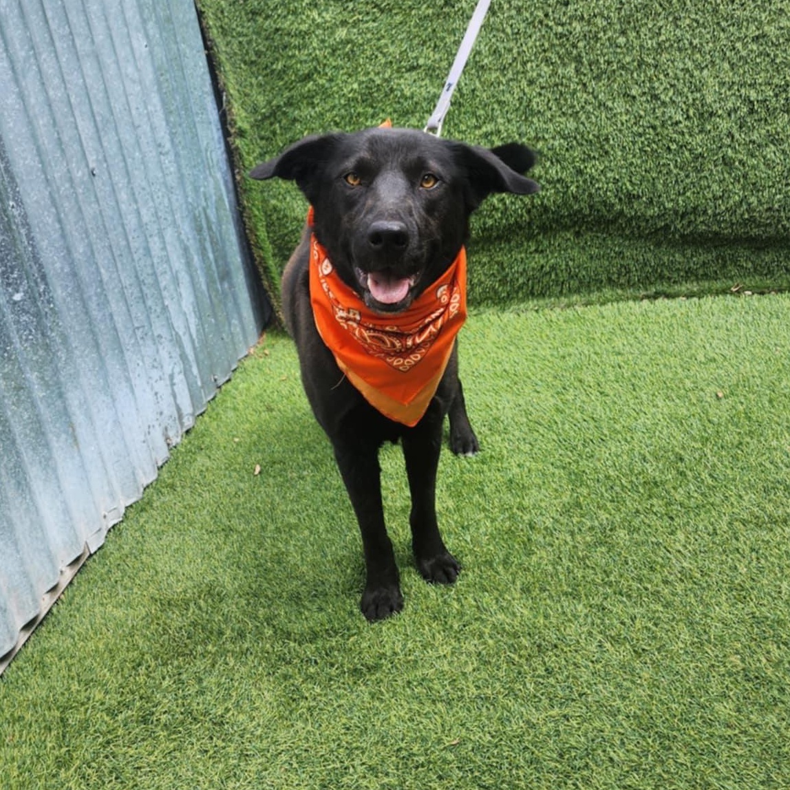 Dog for adoption - Mercy, a Labrador Retriever Mix in Boise, ID | Petfinder