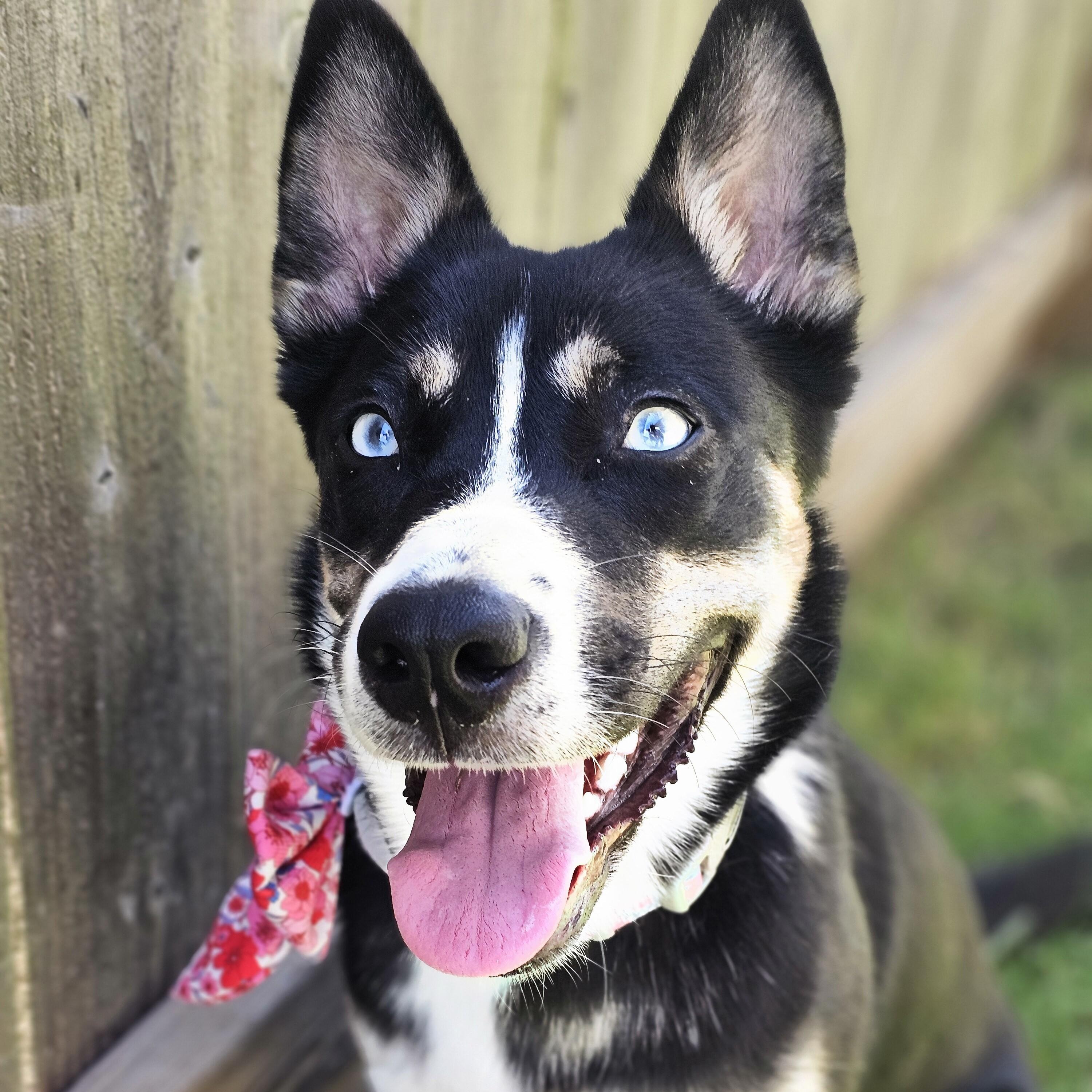 Dog for adoption - Lulu - social butterfly and family dream, a Husky ...