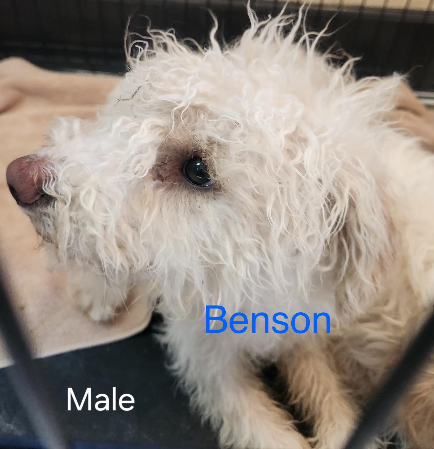 Dog for adoption - Benson, a Poodle Mix in Albuquerque, NM | Petfinder