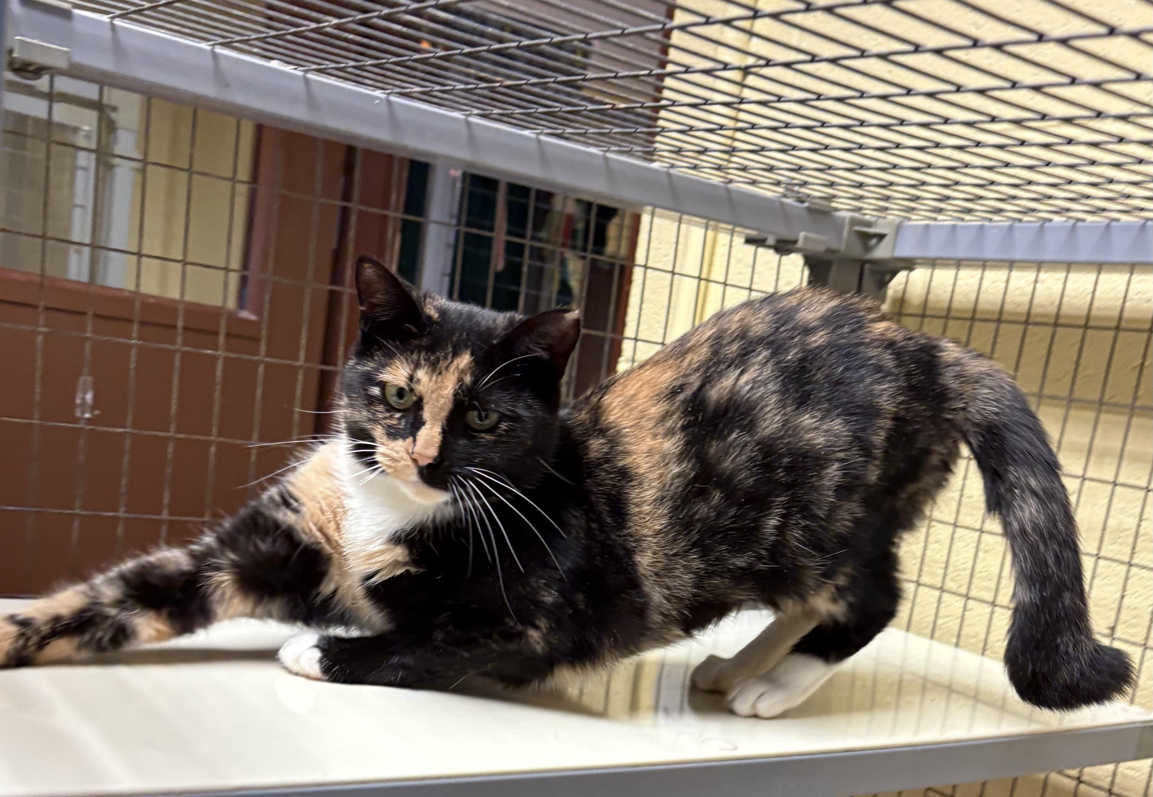 Cat for adoption - BEA JR, a Tortoiseshell Mix in Crossville, TN ...