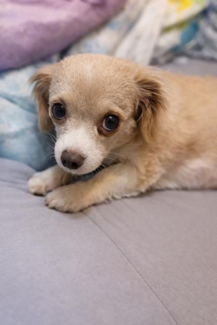 Winnie - Adoptable Pet | Petfinder | Petfinder
