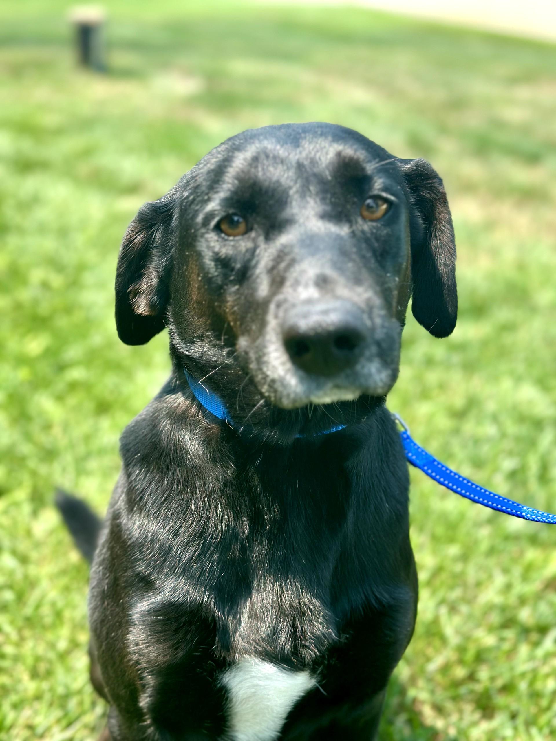 Dog for adoption - Elvis, a Black Labrador Retriever in Orland Park, IL ...