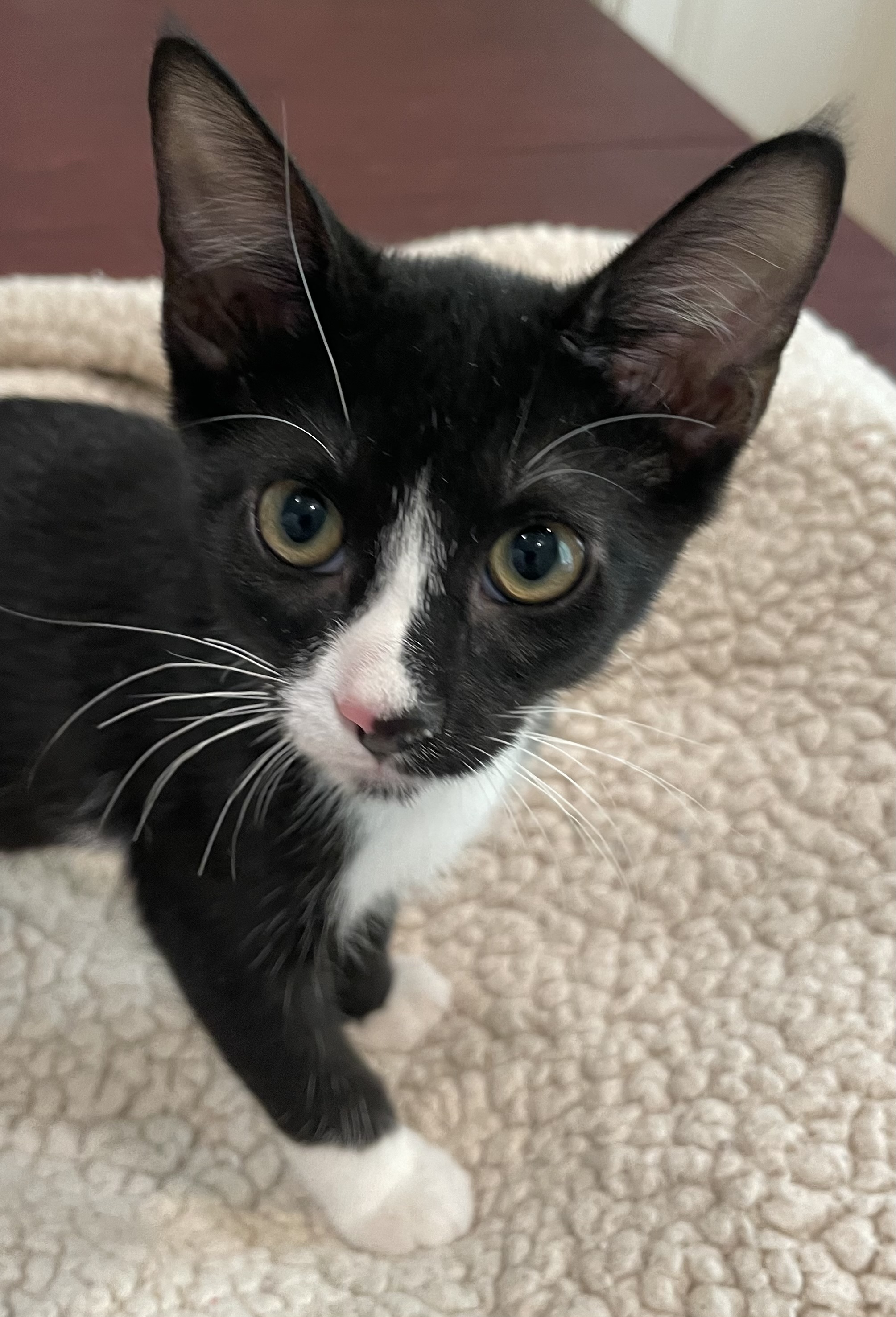 Cat for adoption - Romeo-Portofino PetSmart, a Domestic Short Hair in ...