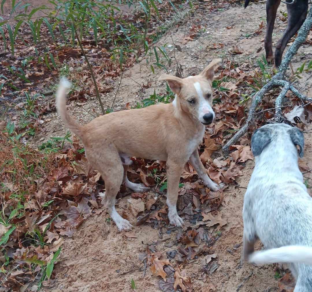 Dog for adoption - Walter, a Labrador Retriever Mix in Fort Lupton, CO ...