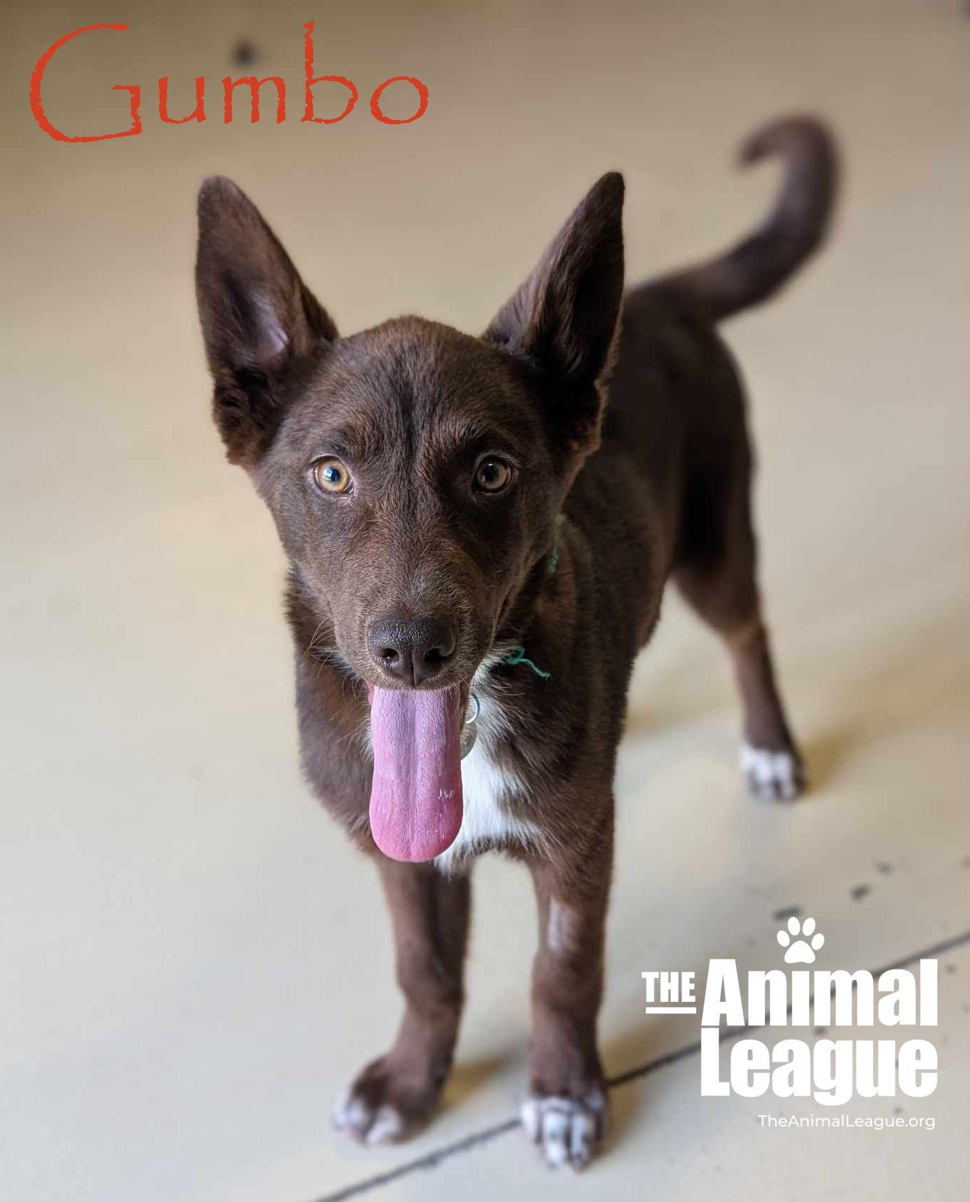 Dog for adoption - Gumbo, an Australian Shepherd Mix in Clermont, FL ...