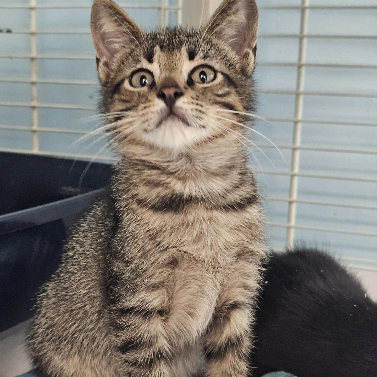 Cat for adoption - Fred Astaire, a Domestic Short Hair in Margate, FL ...