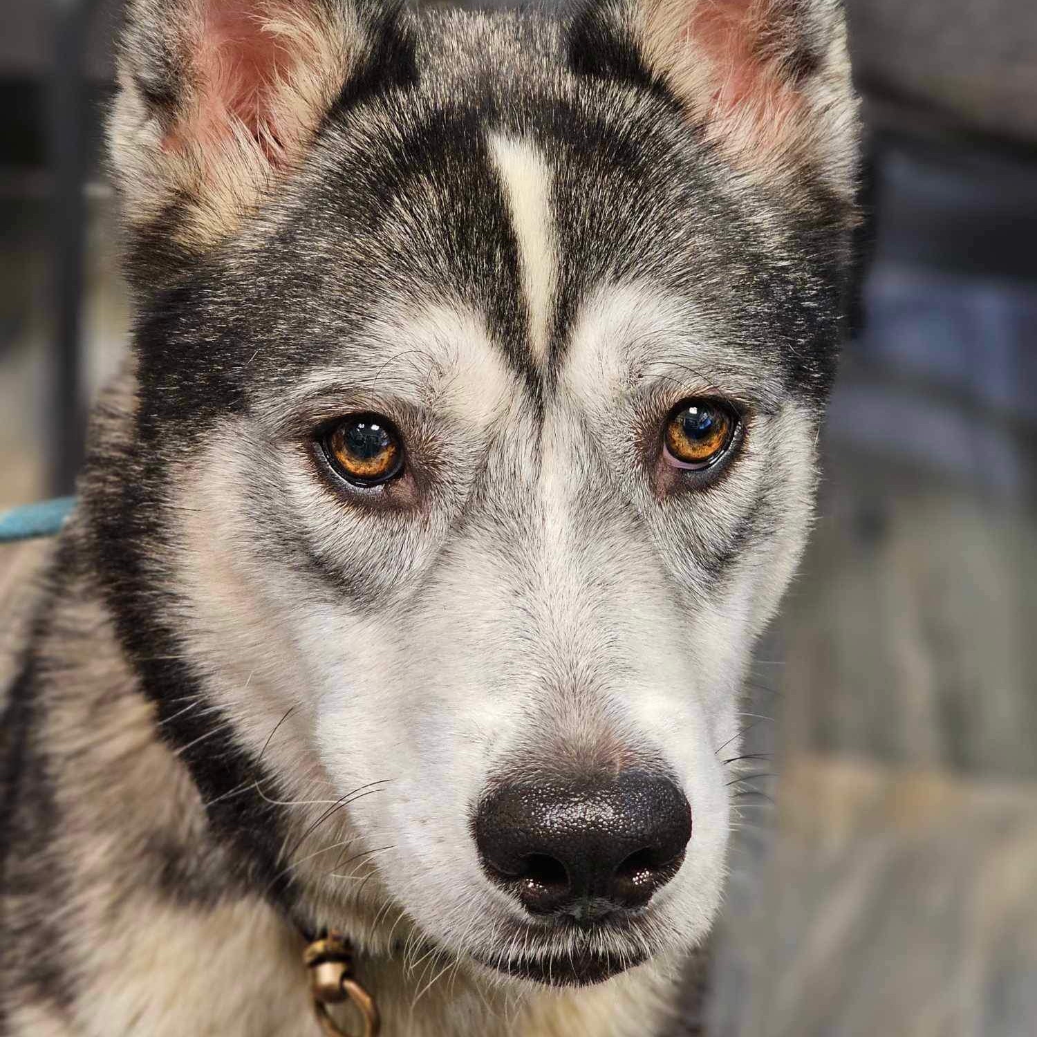 Dog for adoption - Candy, a Siberian Husky in Kissimmee, FL | Petfinder