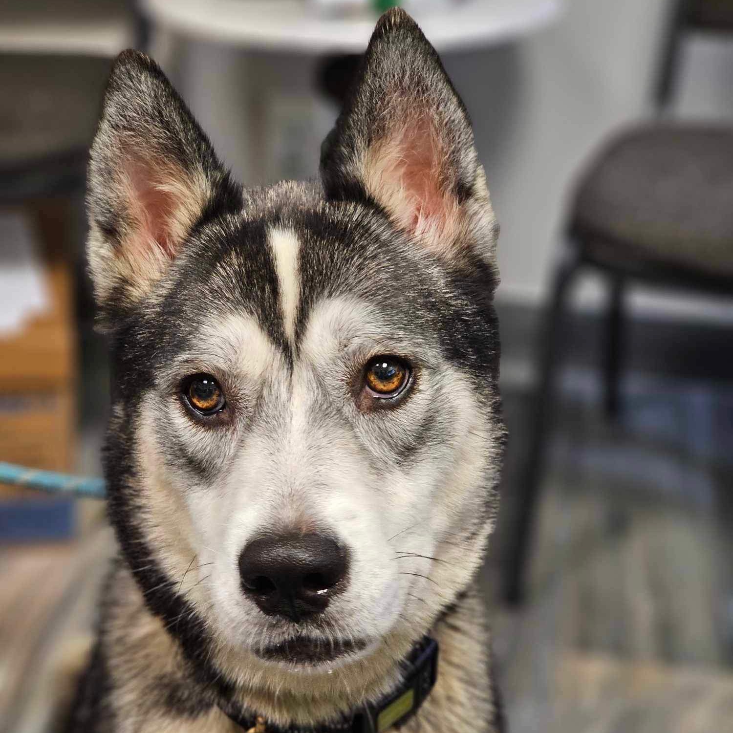 Dog for adoption - Candy, a Siberian Husky in Kissimmee, FL | Petfinder