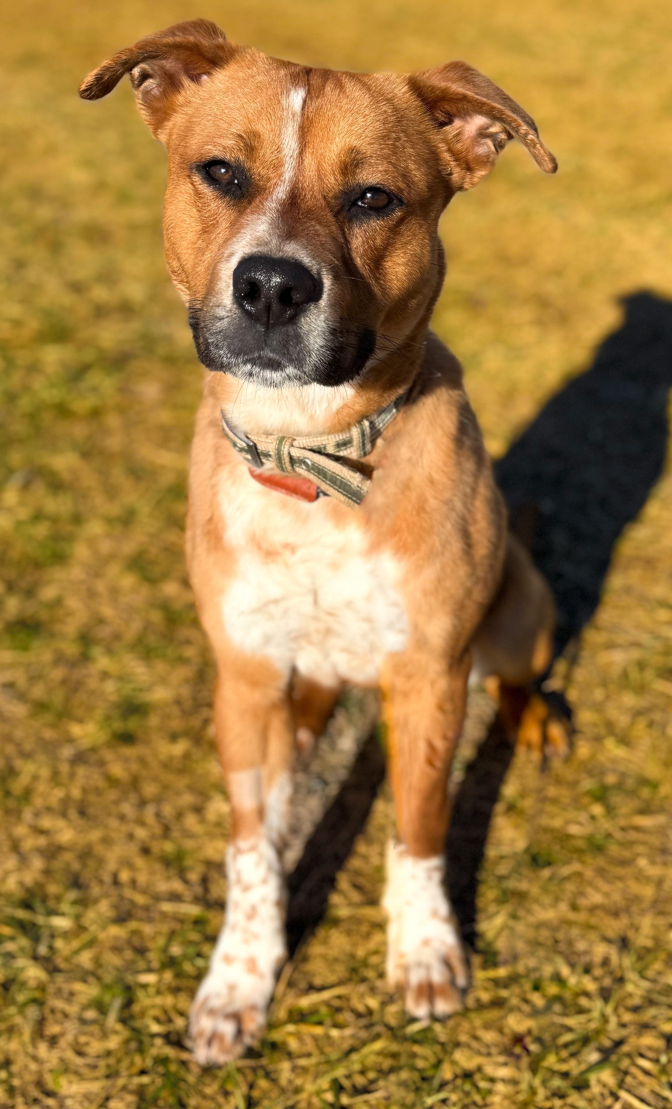 Dog for adoption - Tulsa, a Pit Bull Terrier Mix in Farmington, MO ...