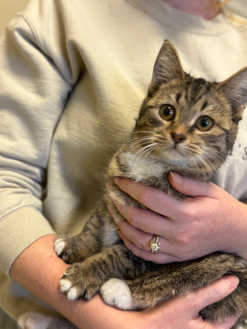 Cat for adoption - Cuddles - Transport, a Tabby in Indianapolis, IN ...