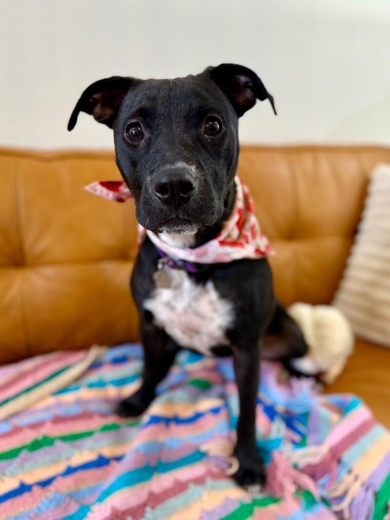 Dog for adoption - Winnie the Pup, a Labrador Retriever & Pit Bull ...