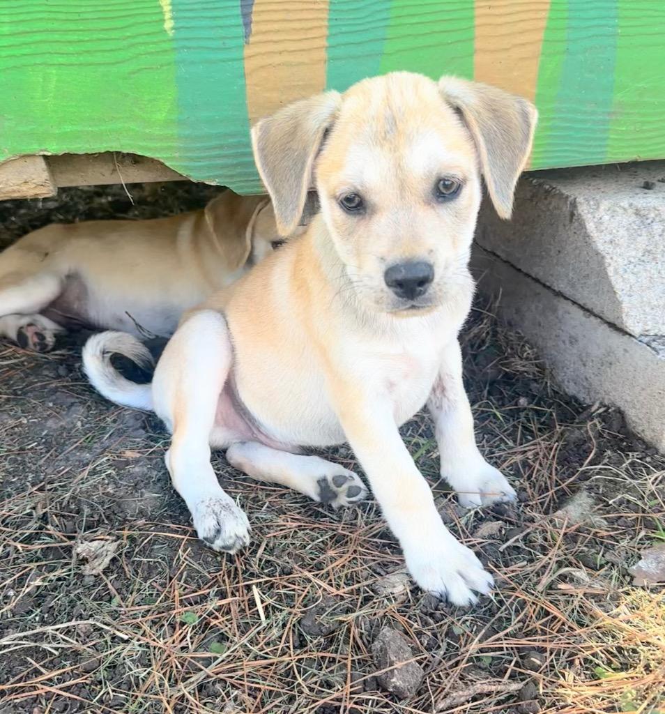 Dog for adoption - Travis Barker, a Mixed Breed in Boise, ID | Petfinder