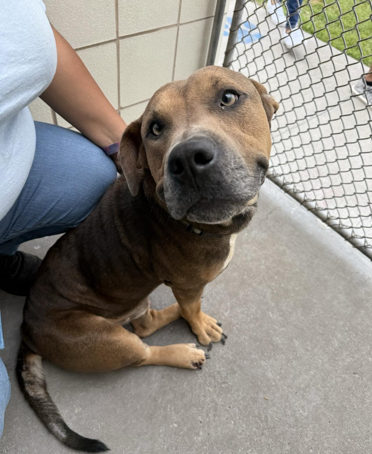 Dog for adoption - Luke (Saved from kill shelter, this good boy needs ...