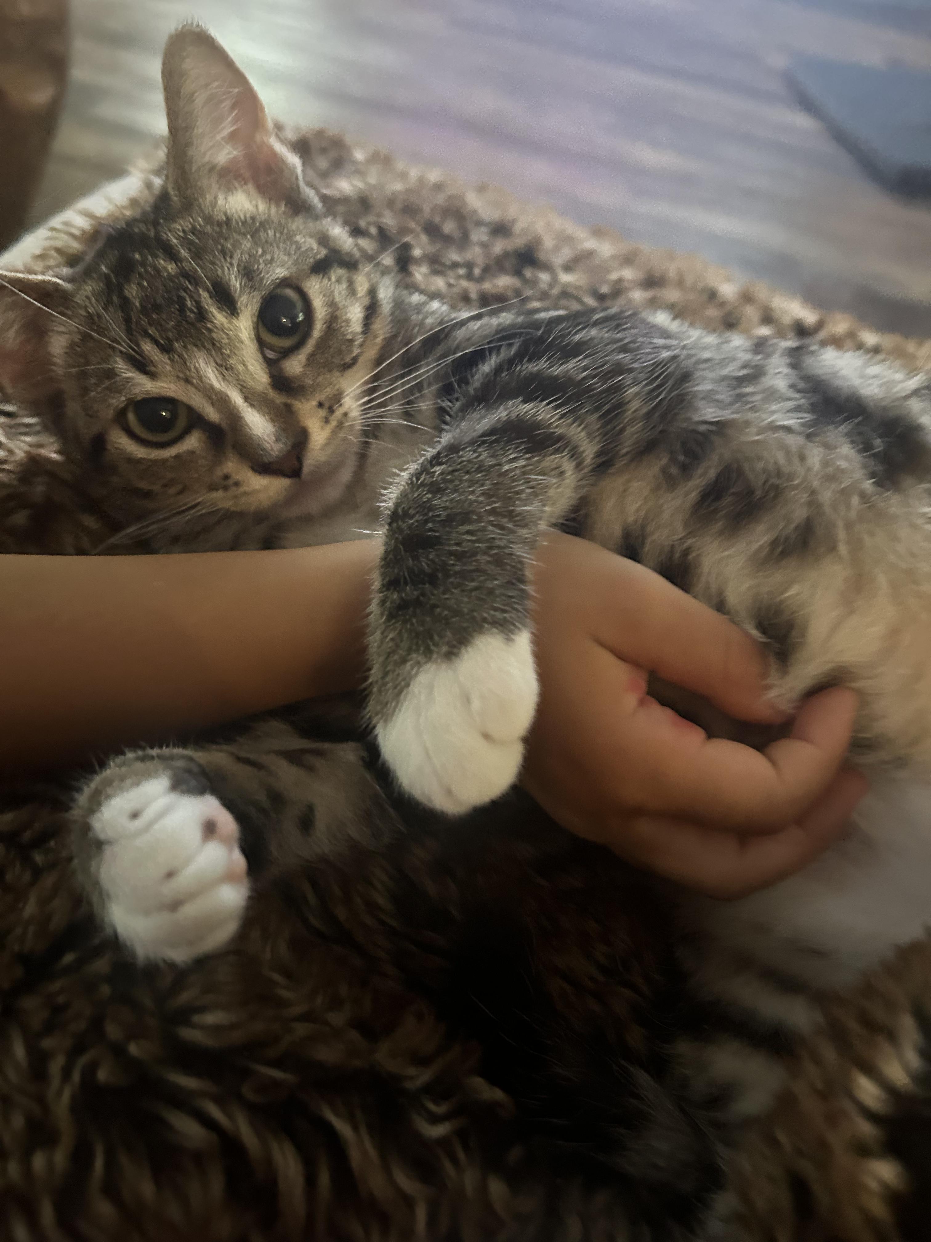 Whiskey - tabby kitten with incontinence, diaper - Putnam, CT / Ohio ...