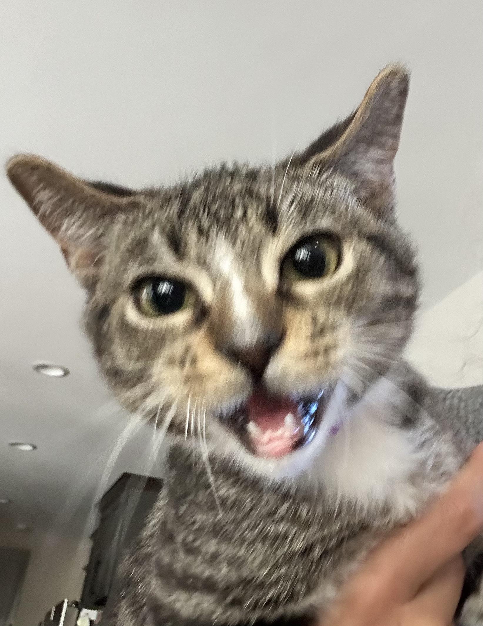 Whiskey - tabby kitten with incontinence, diaper - Putnam, CT / Ohio ...