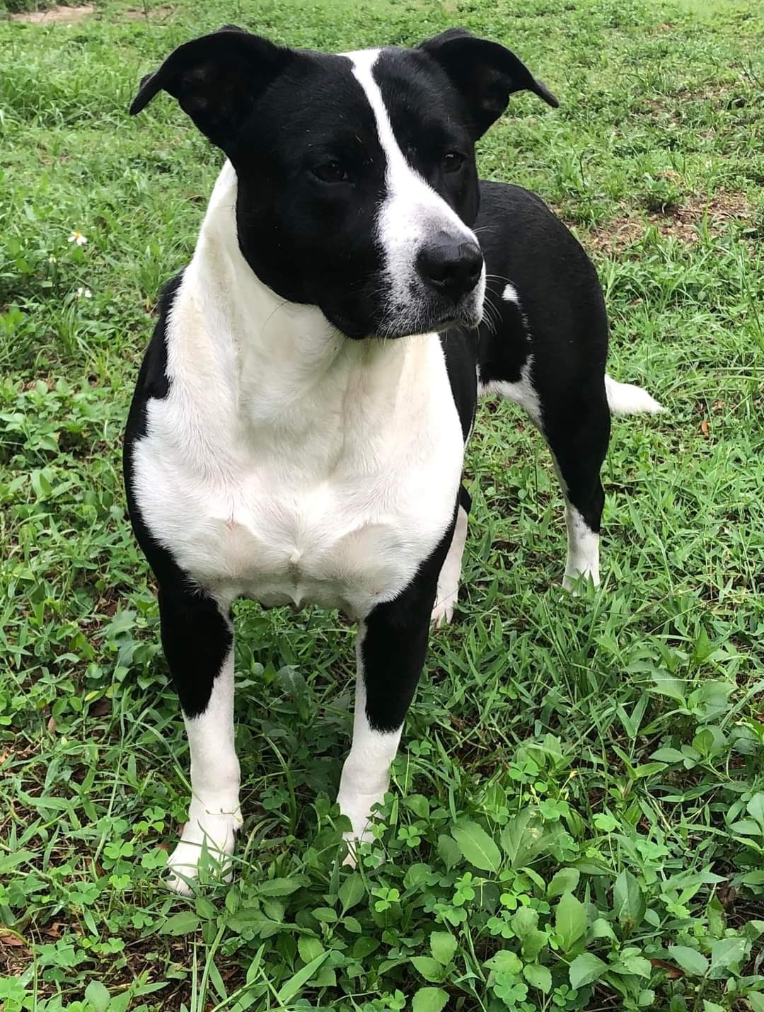 Florida Dog Adoptions | Dogs for Adoption in FL