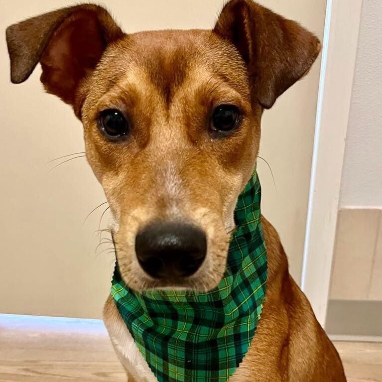 Dog for adoption - Colonel Mustard, a Patterdale Terrier / Fell Terrier ...