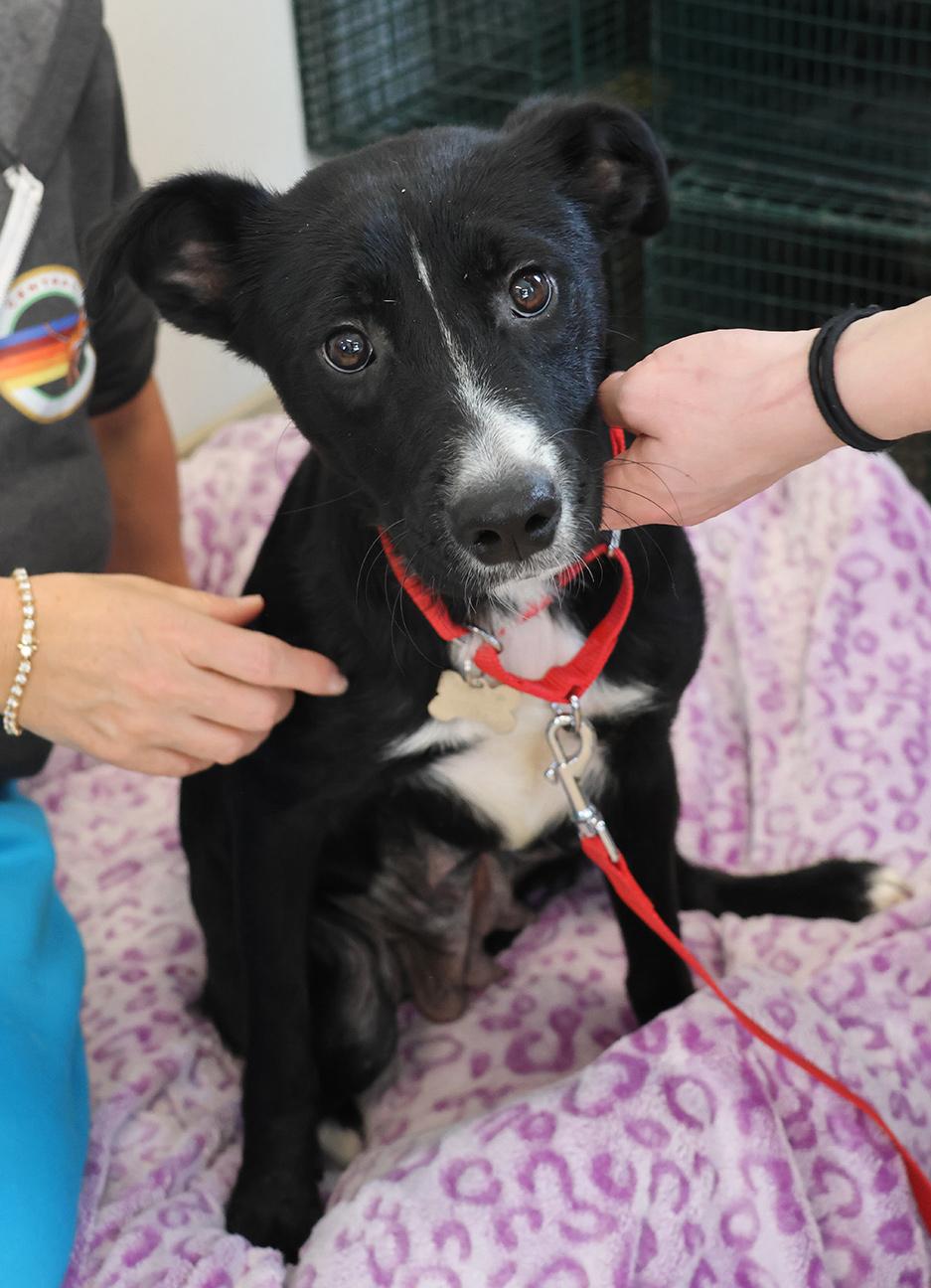 Dog for adoption - Holly, a Labrador Retriever Mix in Harrison, NY | Petfinder