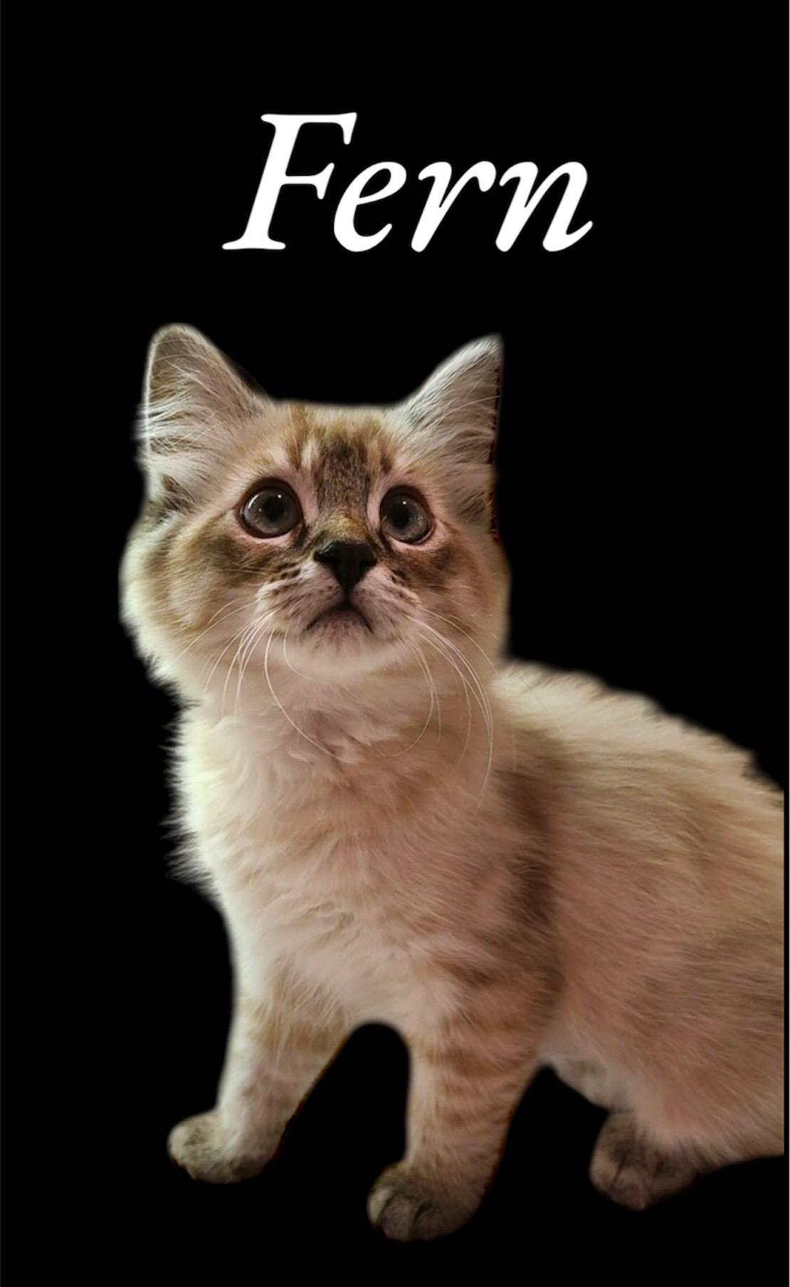 Cat for adoption - Fern, a Domestic Long Hair in Auburn, CA | Petfinder