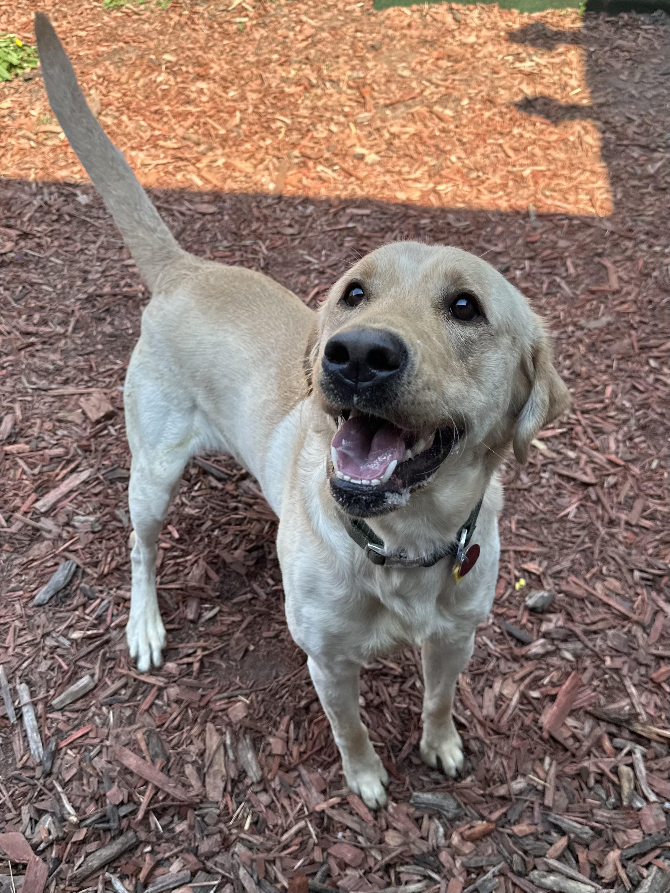 Dog for adoption - Lager, a Yellow Labrador Retriever in Brookings, SD ...