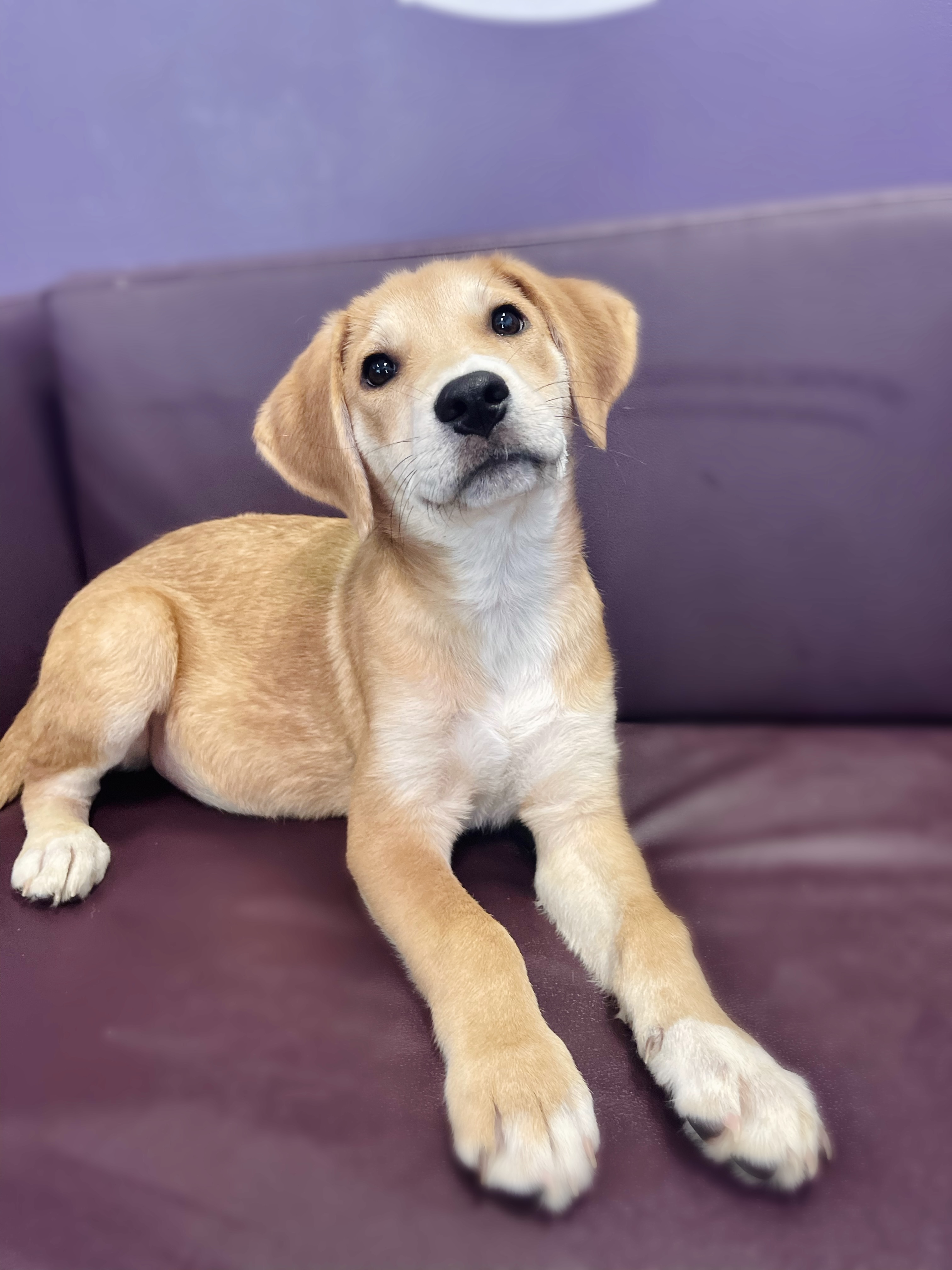 Dog for adoption - Kyra in NH! Come Meet our Adoptable Dogs 6/21 and 6/ ...