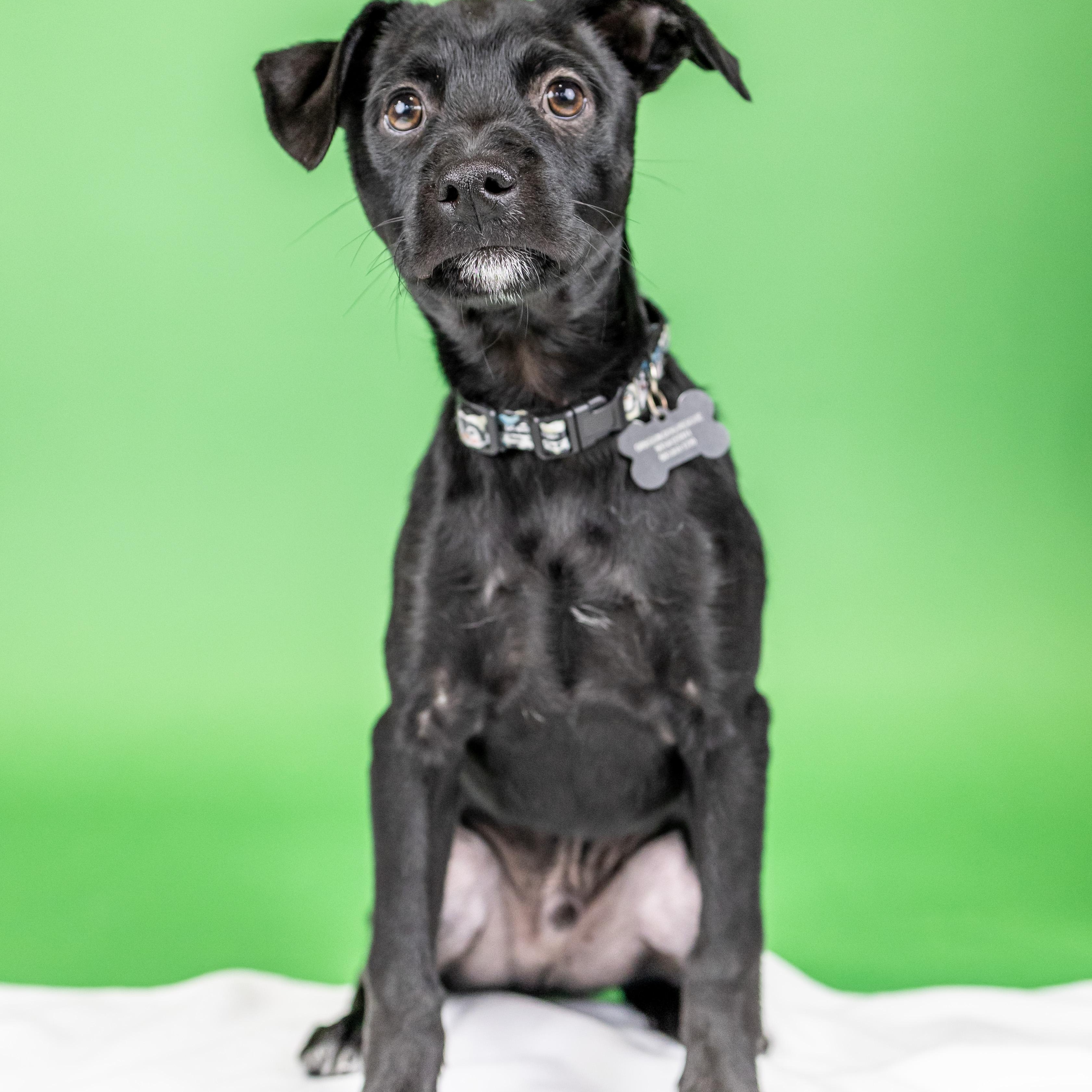 Dog for adoption - Stag, a Mixed Breed in Portland, OR | Petfinder