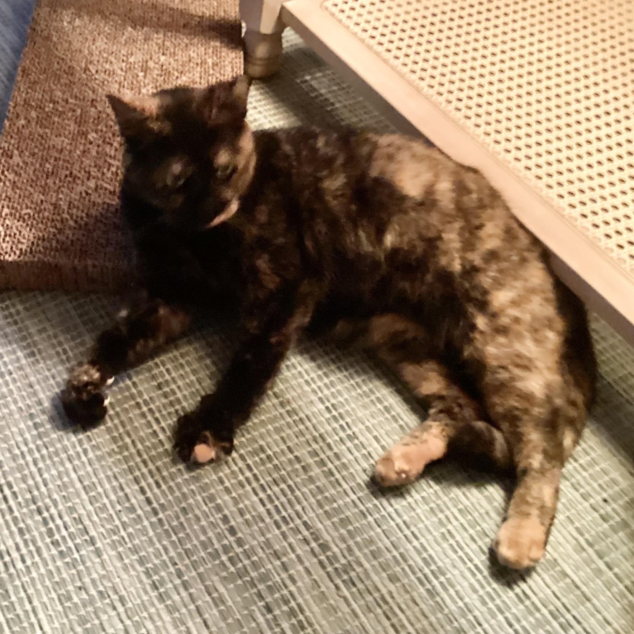Cat for adoption - Bernice, a Tortoiseshell in Bonita Springs, FL ...