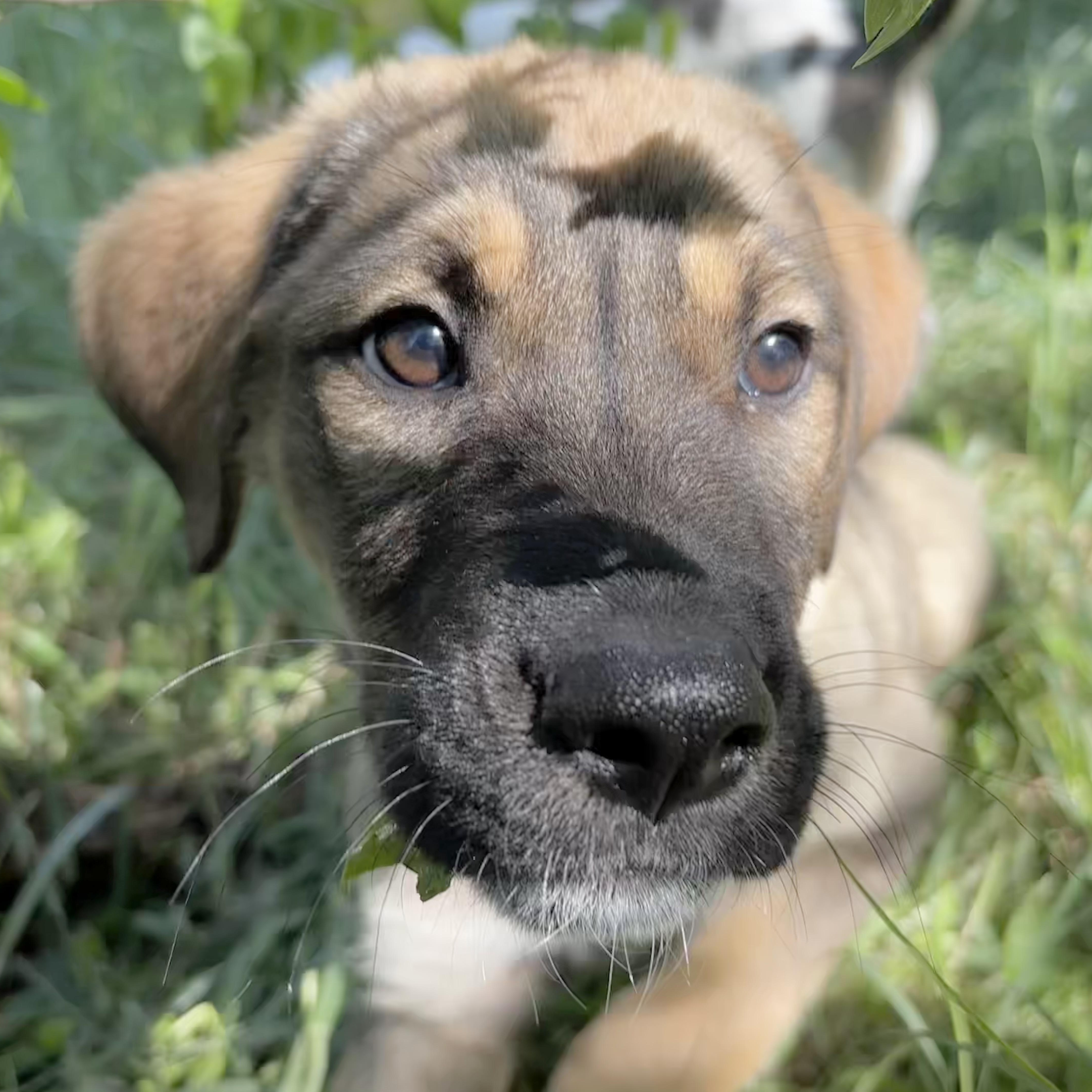 Dog for adoption - Dean, a Shepherd & Collie Mix in Springfield, OR ...