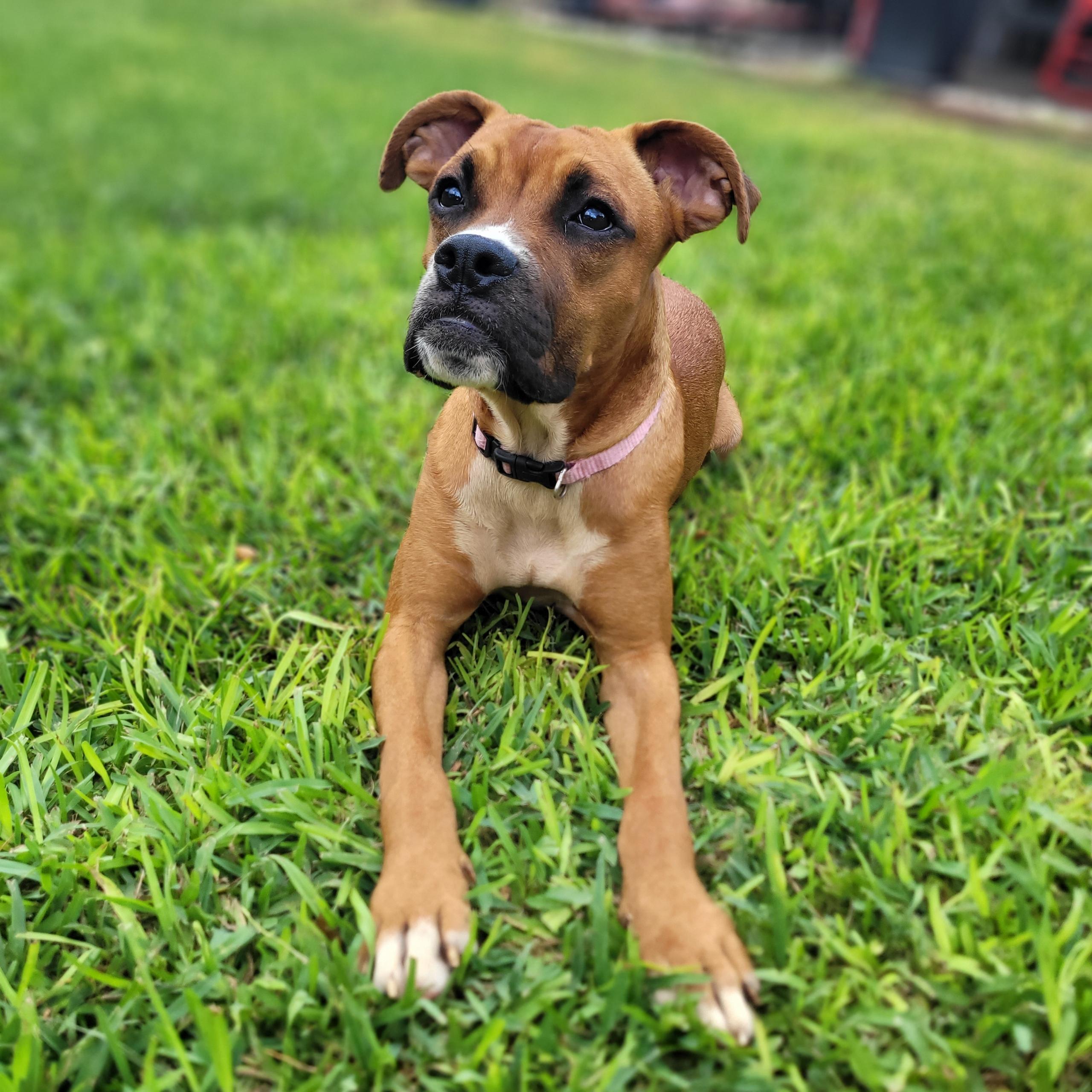 Dog for adoption - ChaCha, a Mixed Breed in Raleigh, NC | Petfinder