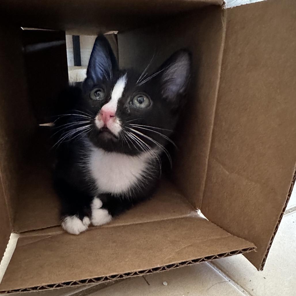 Cat for adoption - Nugget, a Domestic Short Hair in Hollywood, FL ...