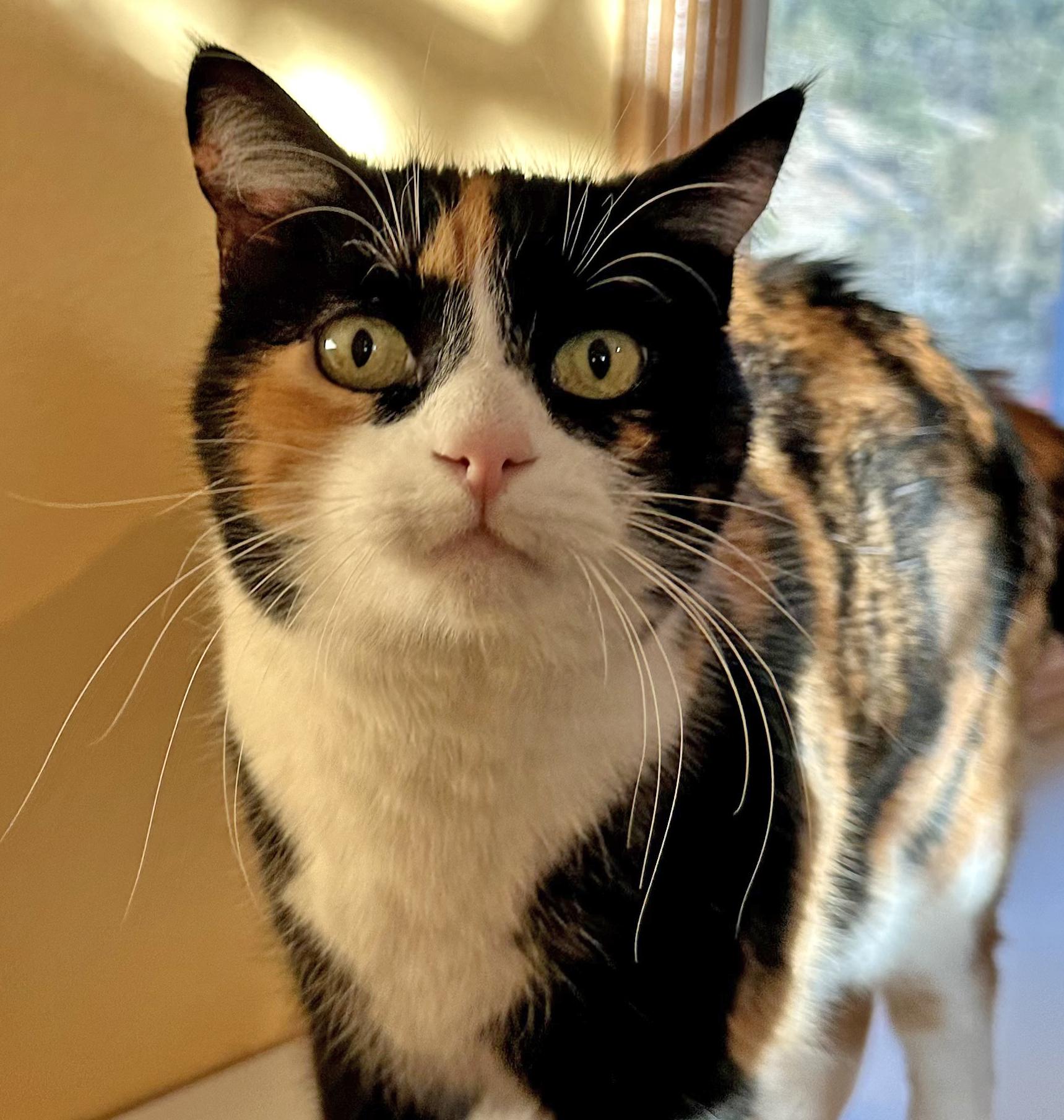 Cat for adoption - Kelly, a Calico in Ridgway, CO | Petfinder