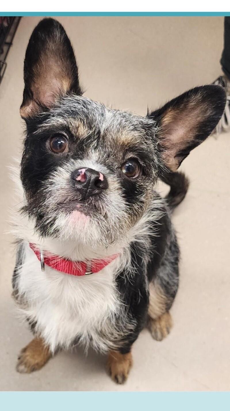 Dog for adoption - Pepper, a French Bulldog & Pug Mix in Concord, CA ...