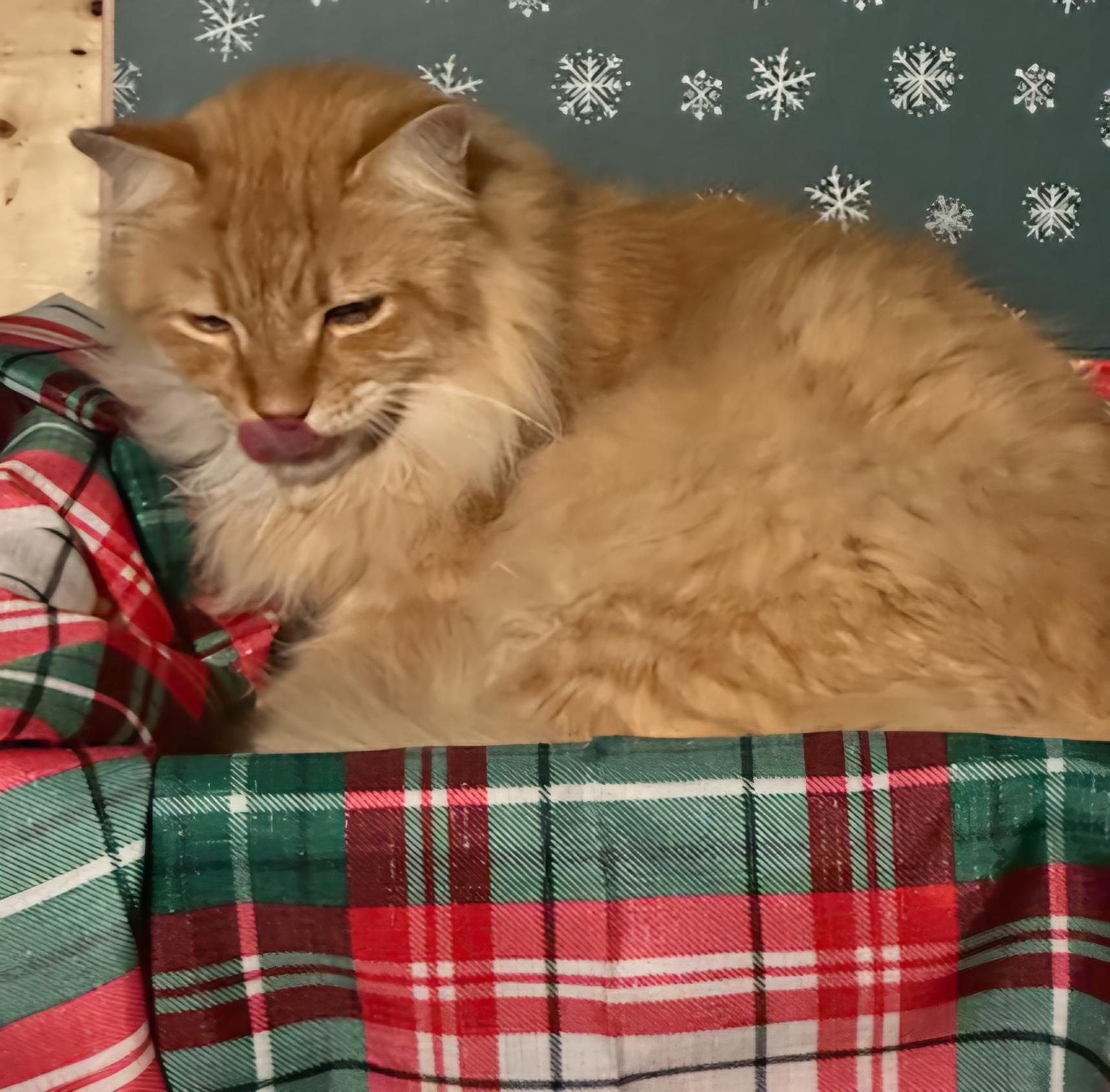 Cat for adoption - RED, a Domestic Long Hair in Conway, SC | Petfinder