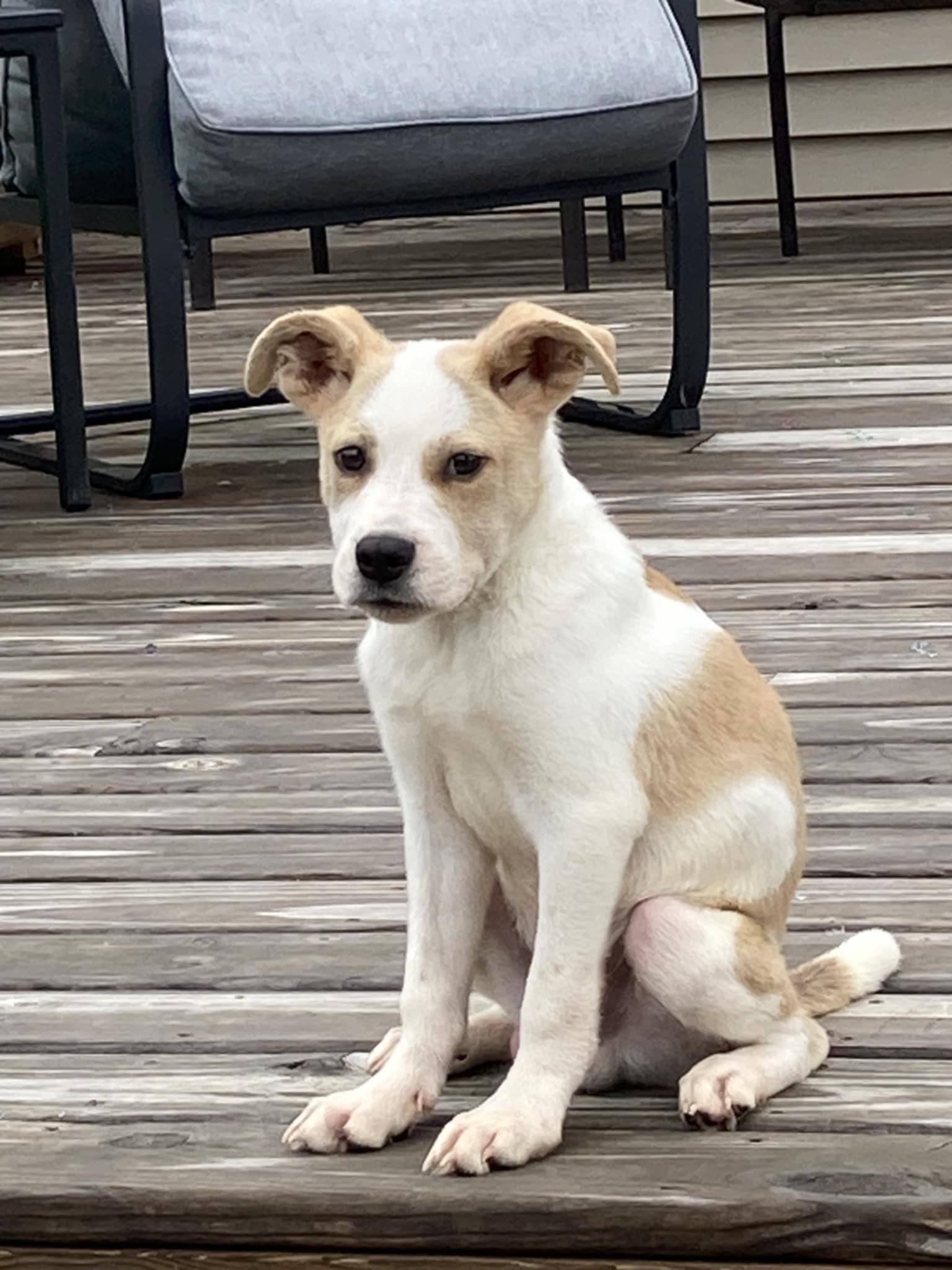 Dog for adoption - Pudding the adorable mixed breed puppy!, a Jack ...