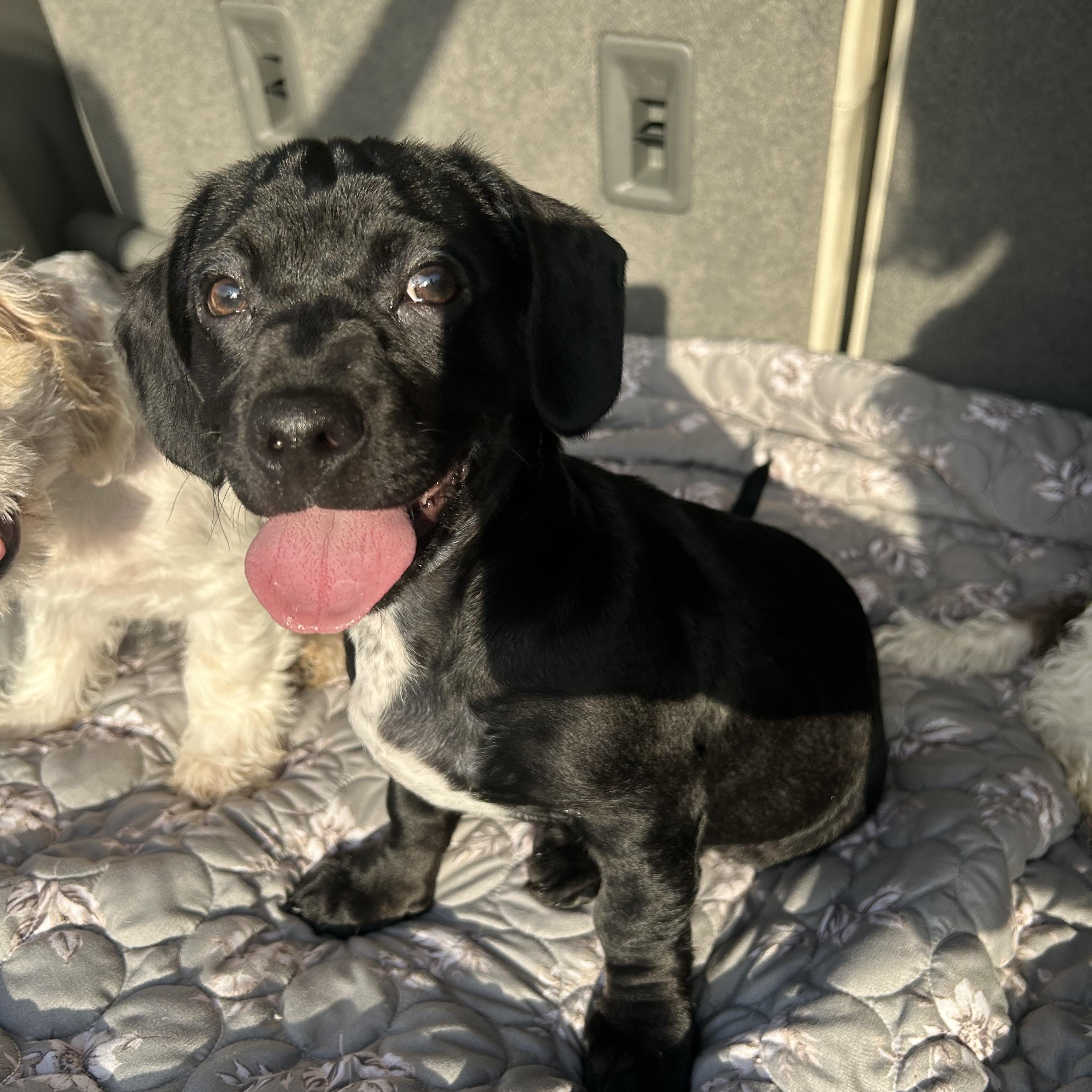 Dog for adoption - Cooper, a Cocker Spaniel in New York, NY | Petfinder